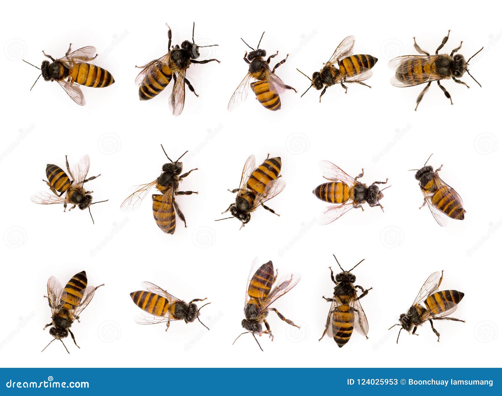 Set of Bee Isolated on White Stock Image - Image of mellifera ...