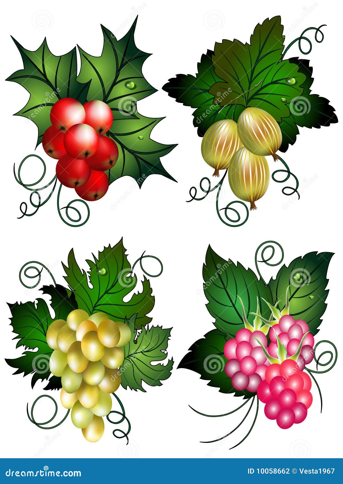 Set of berries stock vector. Illustration of berry, vine - 10058662