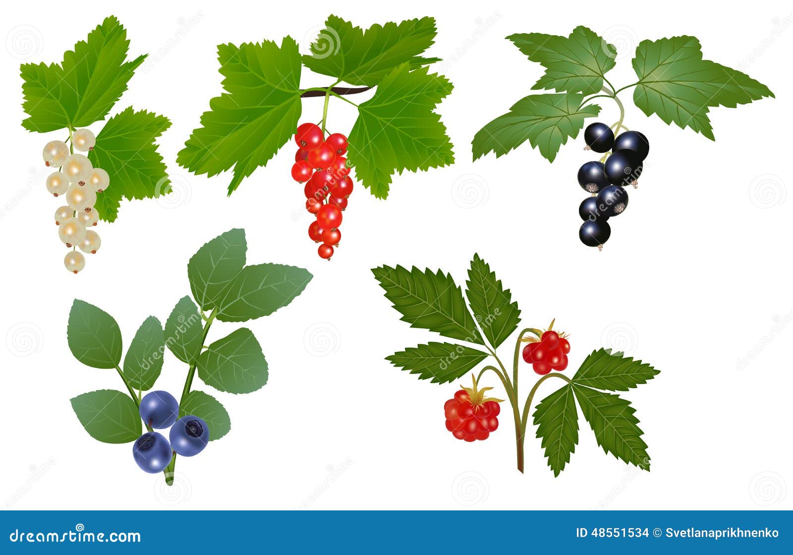 Arctic Raspberry Rubus Arcticus , Medicinal Plant Cartoon Vector ...