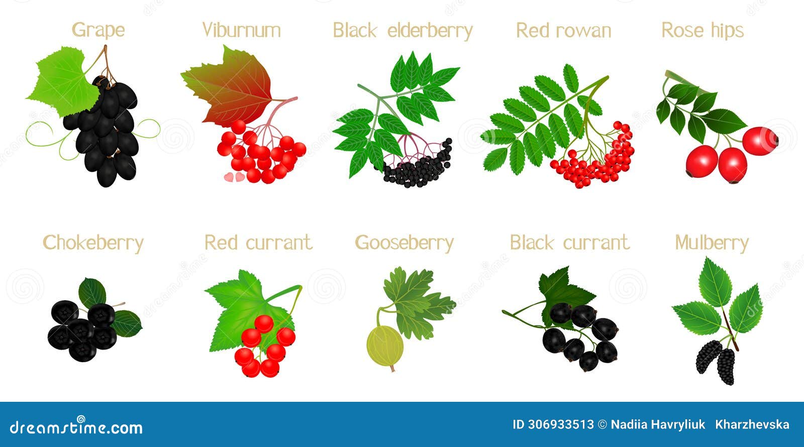 A Set of Berries on Branches with Names on a White Background. Stock ...