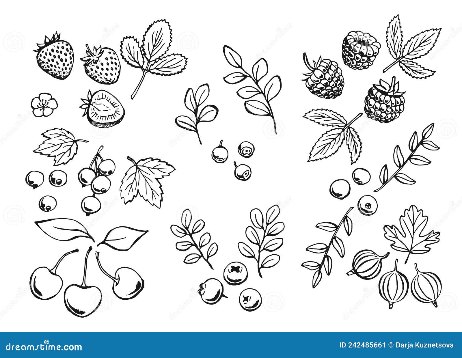 Set of Berries Outlines. Hand Drawn Illustration Converted To Vector ...