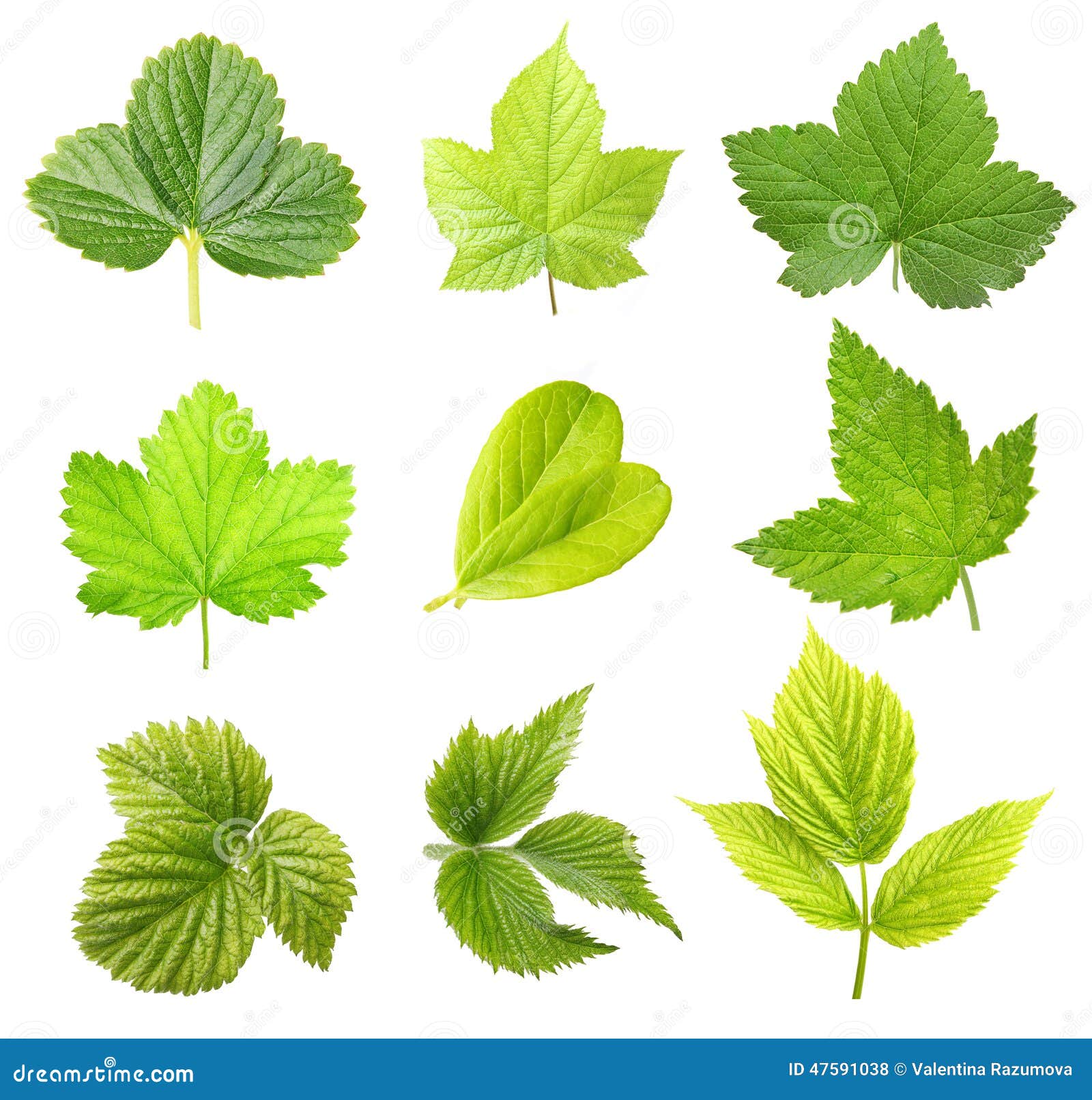 Set of Berry Leaves Isolated Stock Photo - Image of color, foliage ...