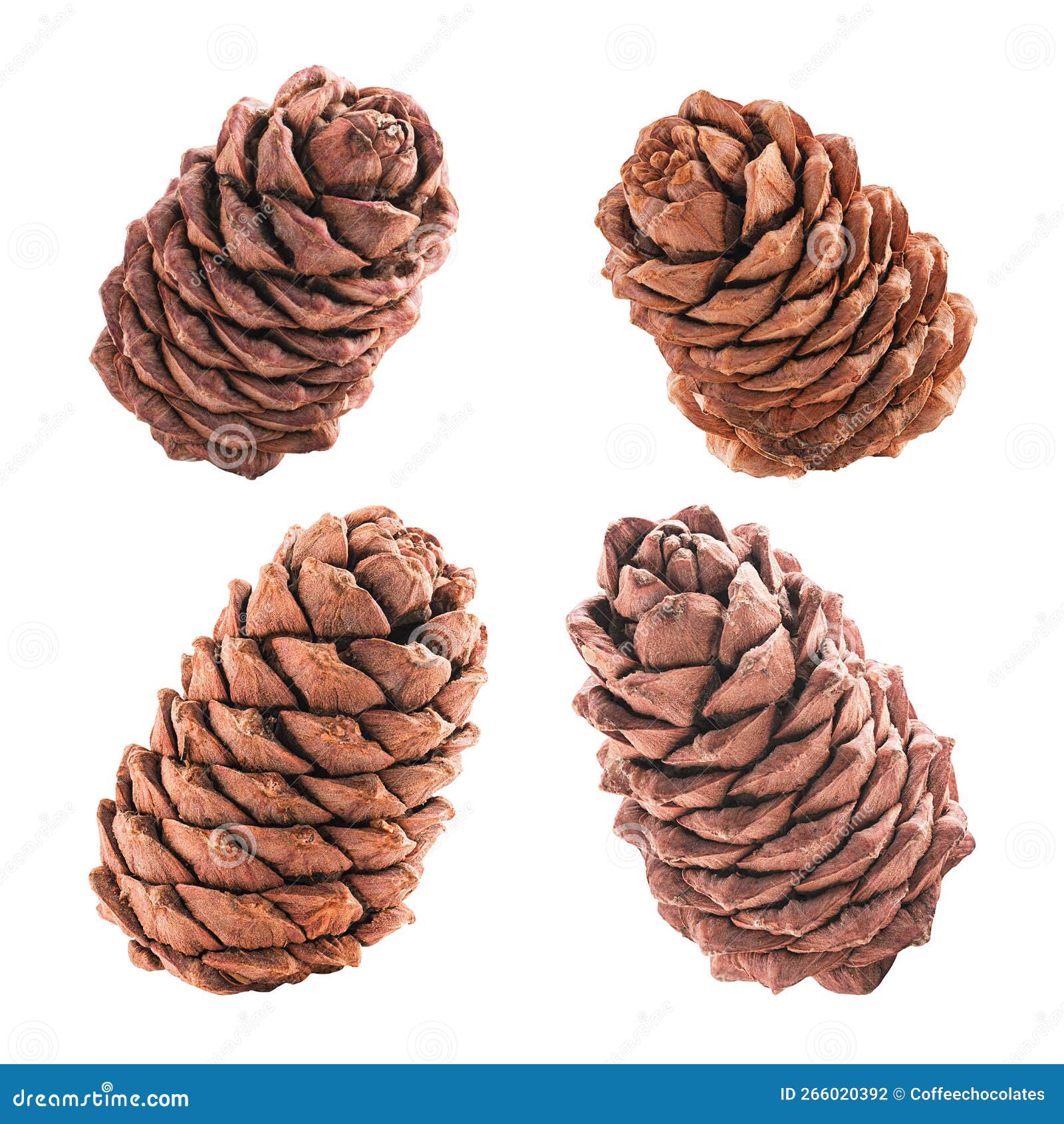 Set of Cedar Tree Cones Isolated Stock Photo - Image of organic, branch ...