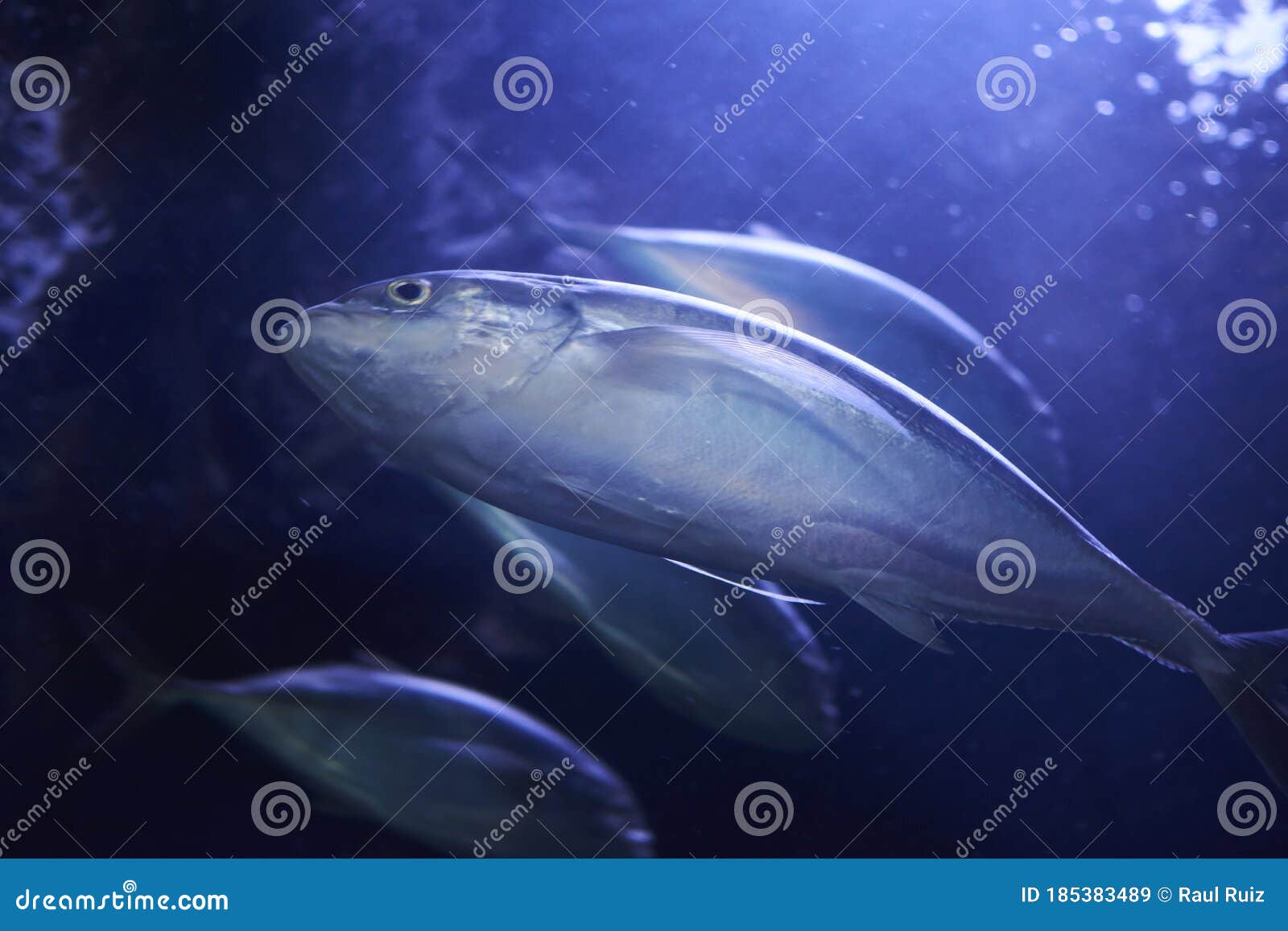 Set of Big Fish in the Ocean Stock Image - Image of plastic, healthy ...