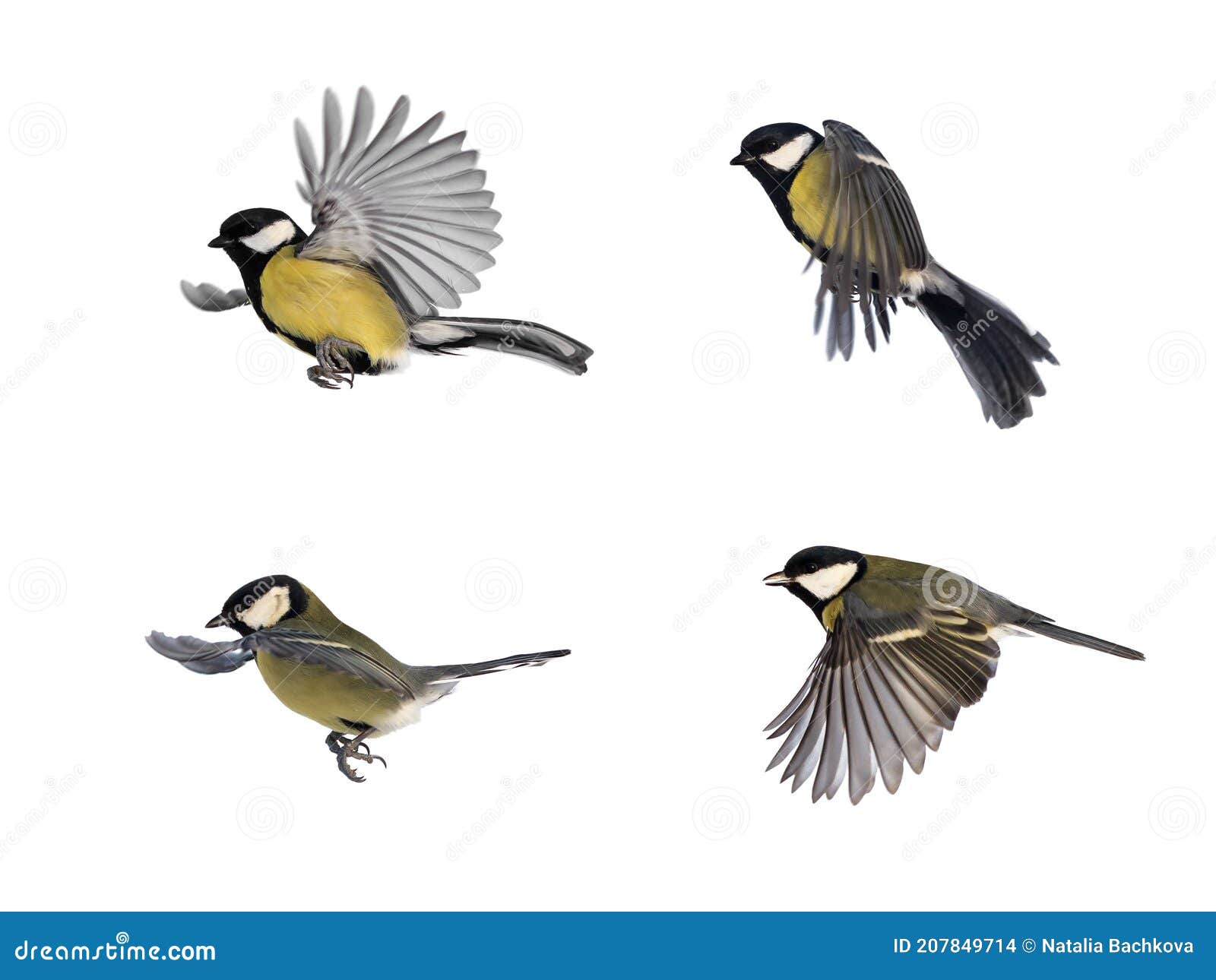 Set of Bird in Different Poses on White Isolated Background Stock Photo ...