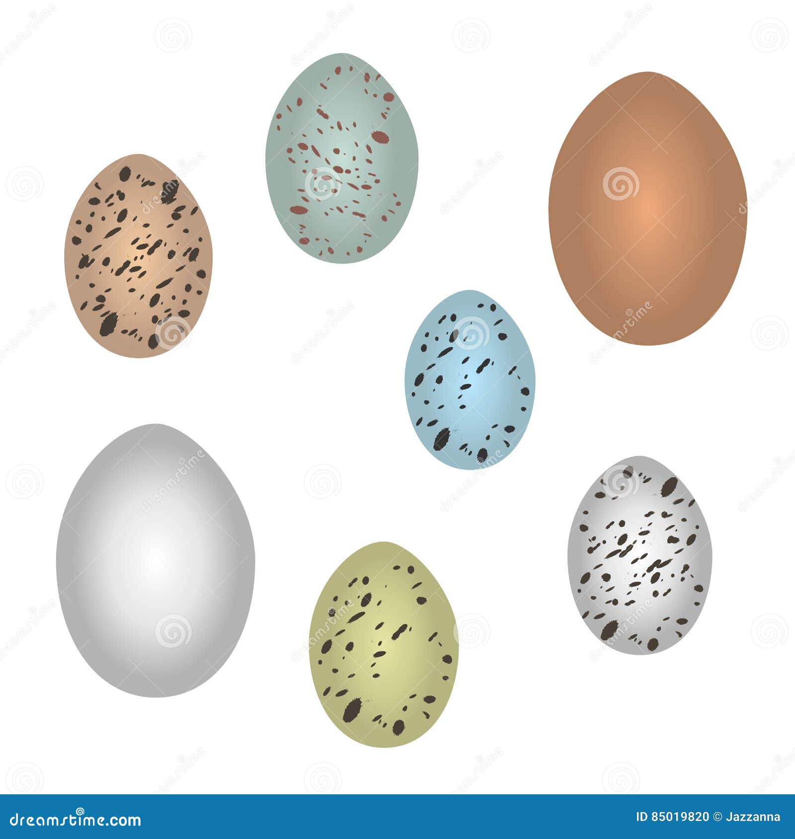 Two Bird Eggs With Embryo And Egg Anatomy. Cross Section Illustration ...