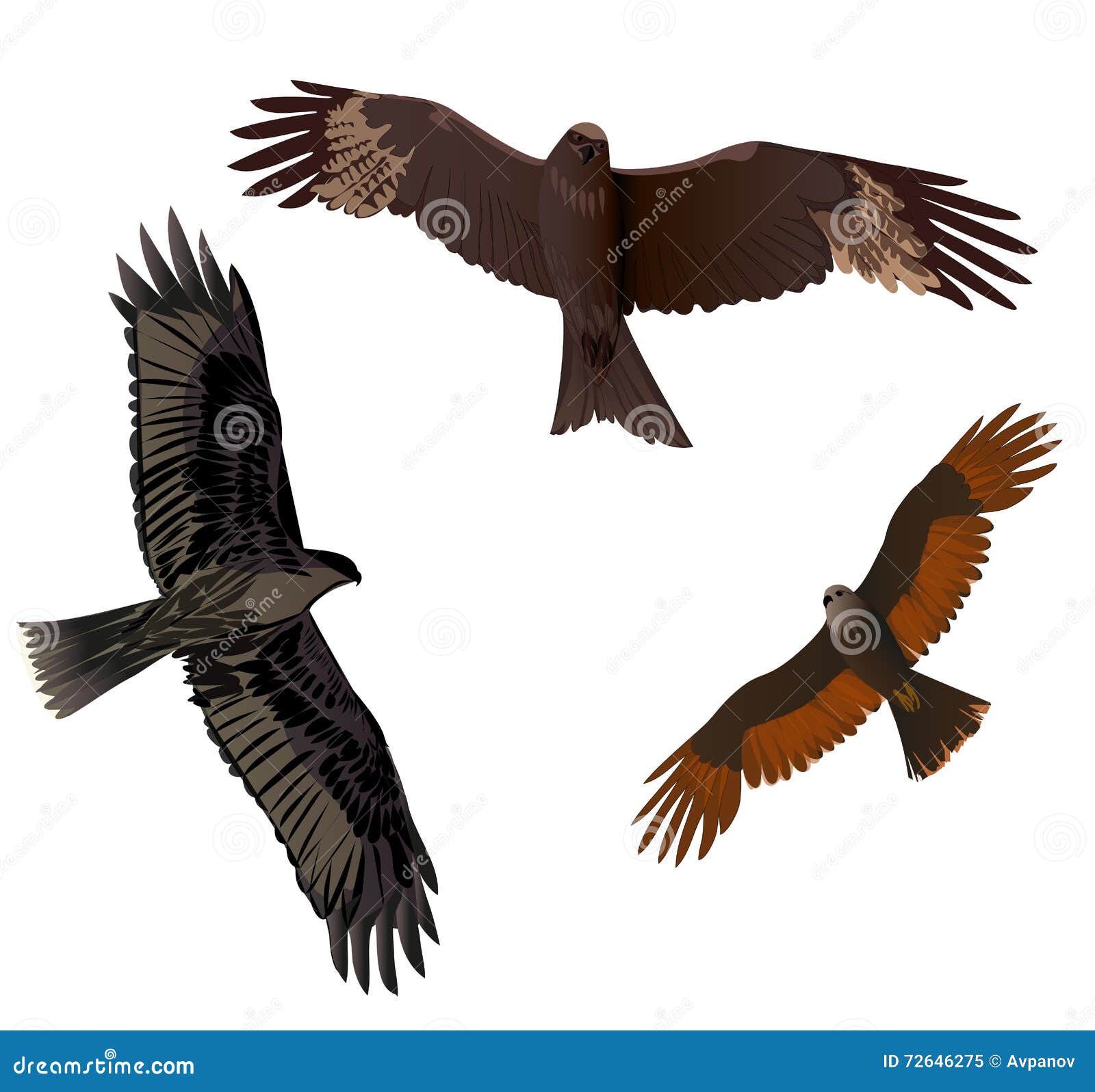 Set birds of prey stock vector. Illustration of eagle - 72646275
