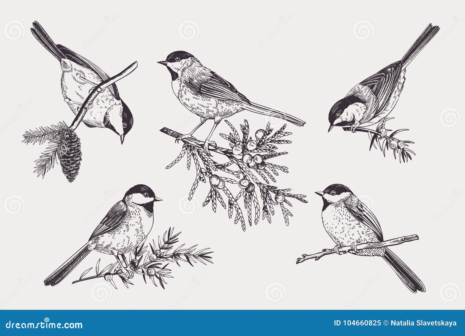 Chickadee Illustration Stock Illustrations – 545 Chickadee Illustration ...