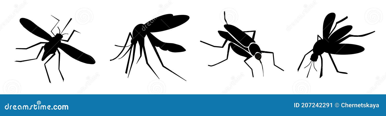 Black Mosquitoes Are Sucking Blood, Causing Dengue Fever. White ...