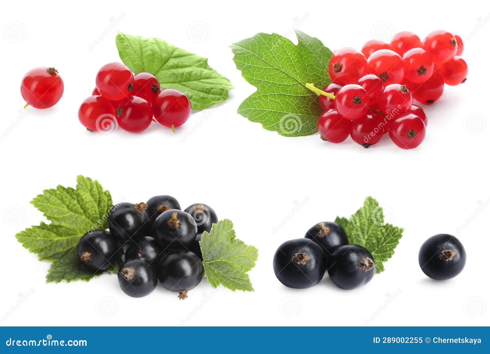 Set of Black and Red Currants with Green Leaves Isolated on White Stock ...