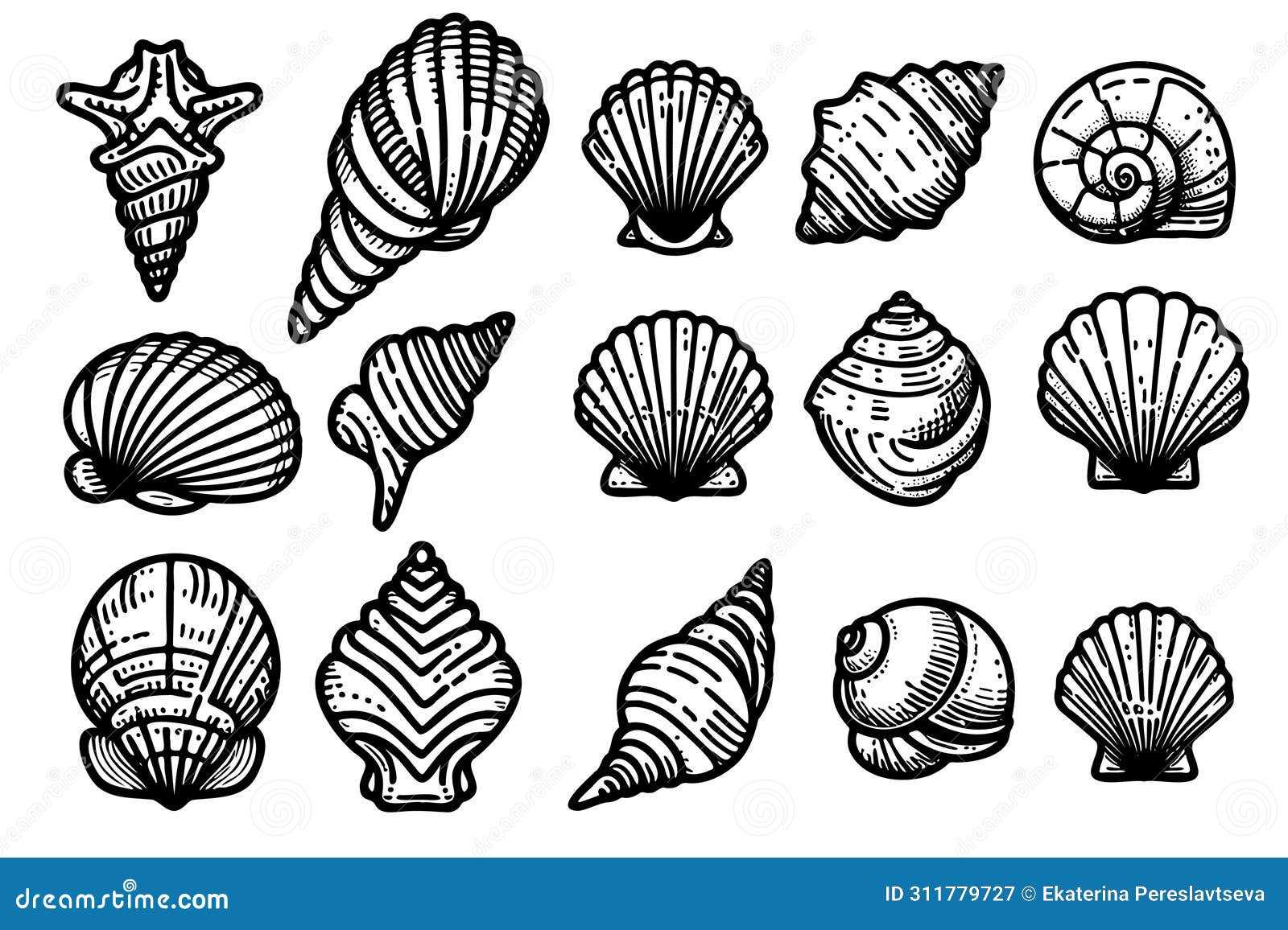 A Set Black and White Drawings of Various Shells Stock Illustration ...