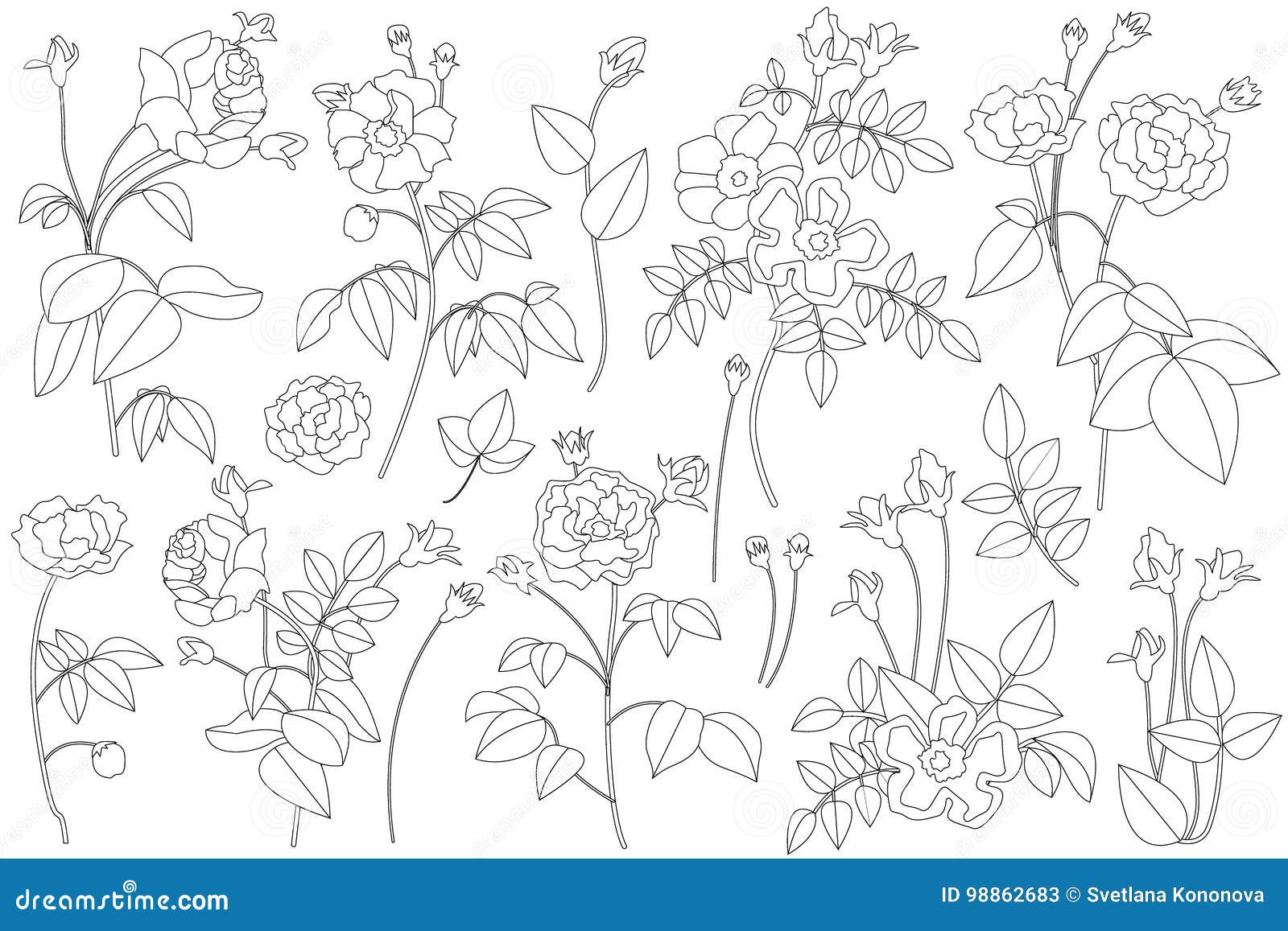 Set of Black and White Linear Roses. Stock Vector - Illustration of ...