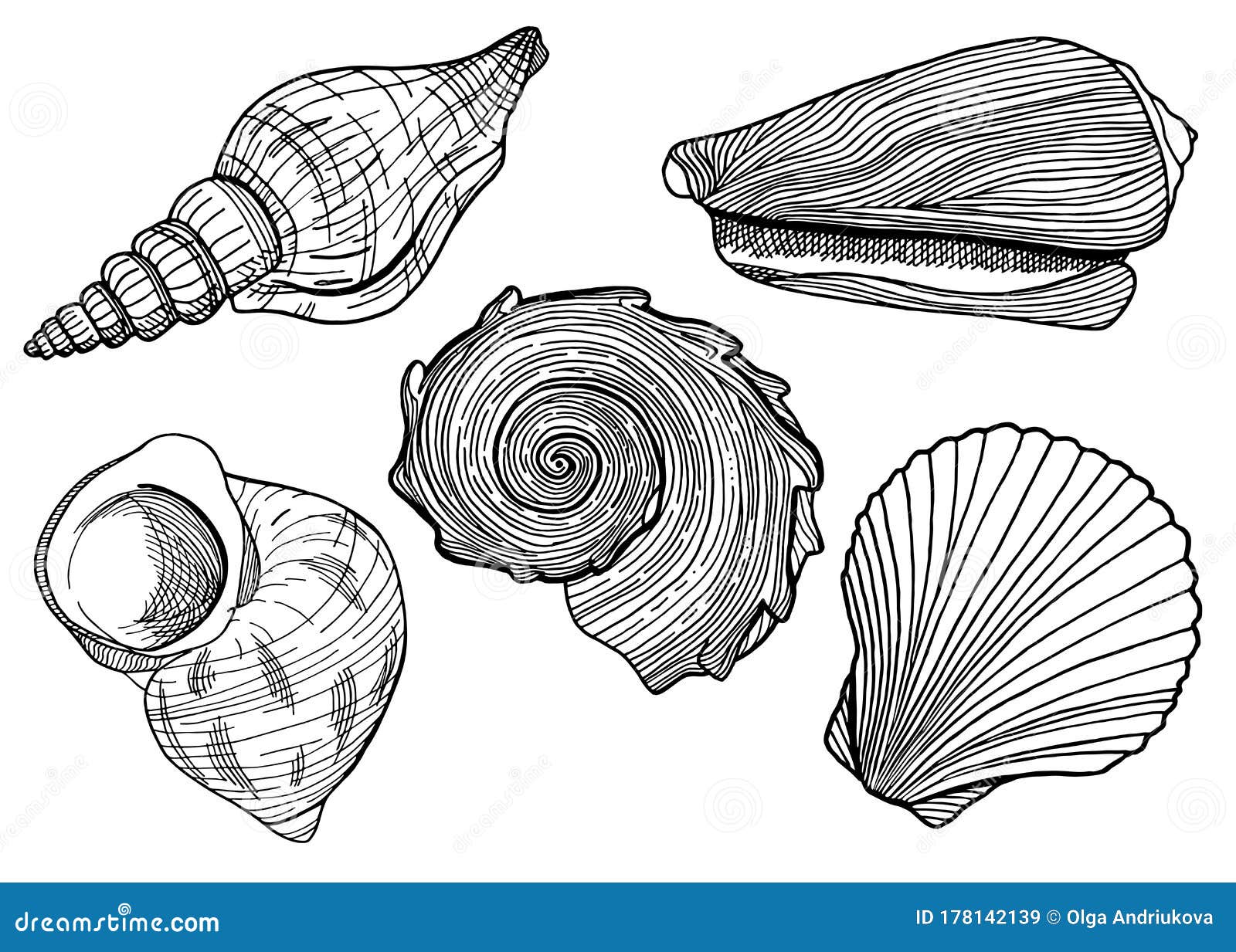 Set of Black and White Seashells. Hand Drawn Outline Vector ...