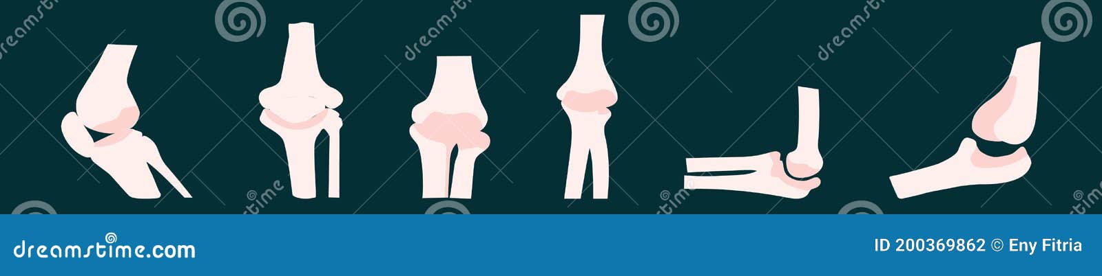 Set of Bone Cartoon Icon Design Template with Various Models. Vector ...