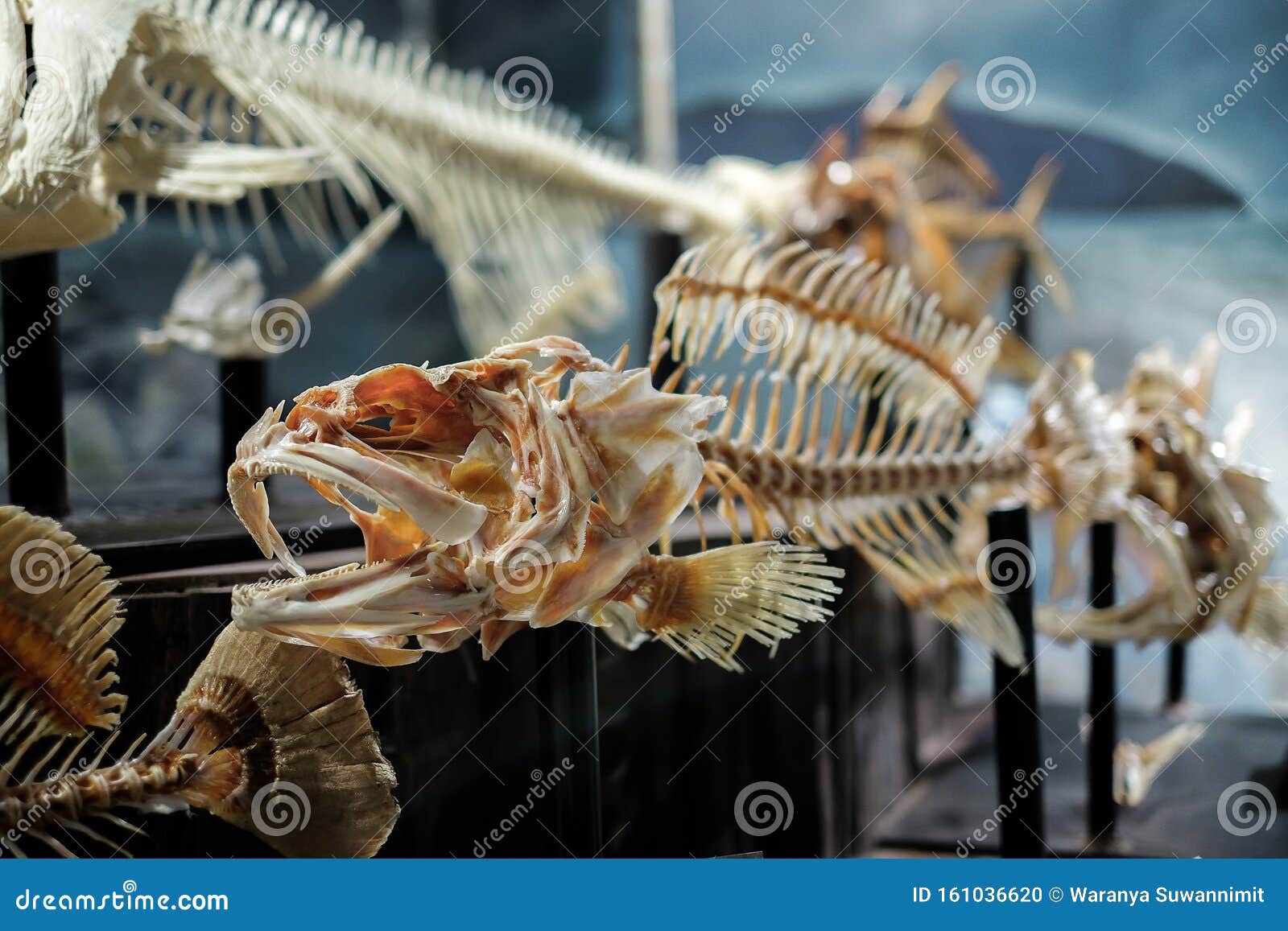 A Set of Bone or Skeleton of Fish Stock Photo - Image of dead, tail ...
