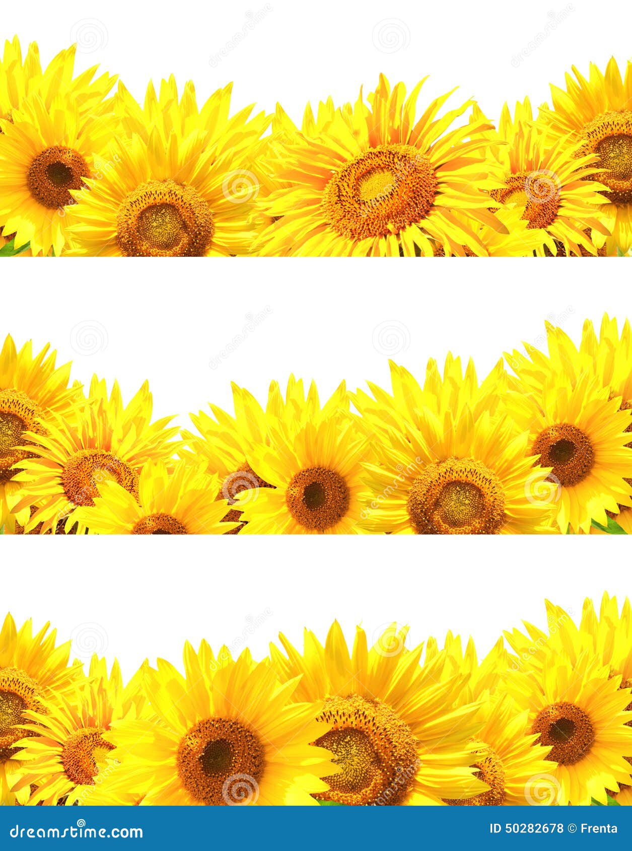 Set of Borders with Sunflowers Stock Photo - Image of plant, isolated ...