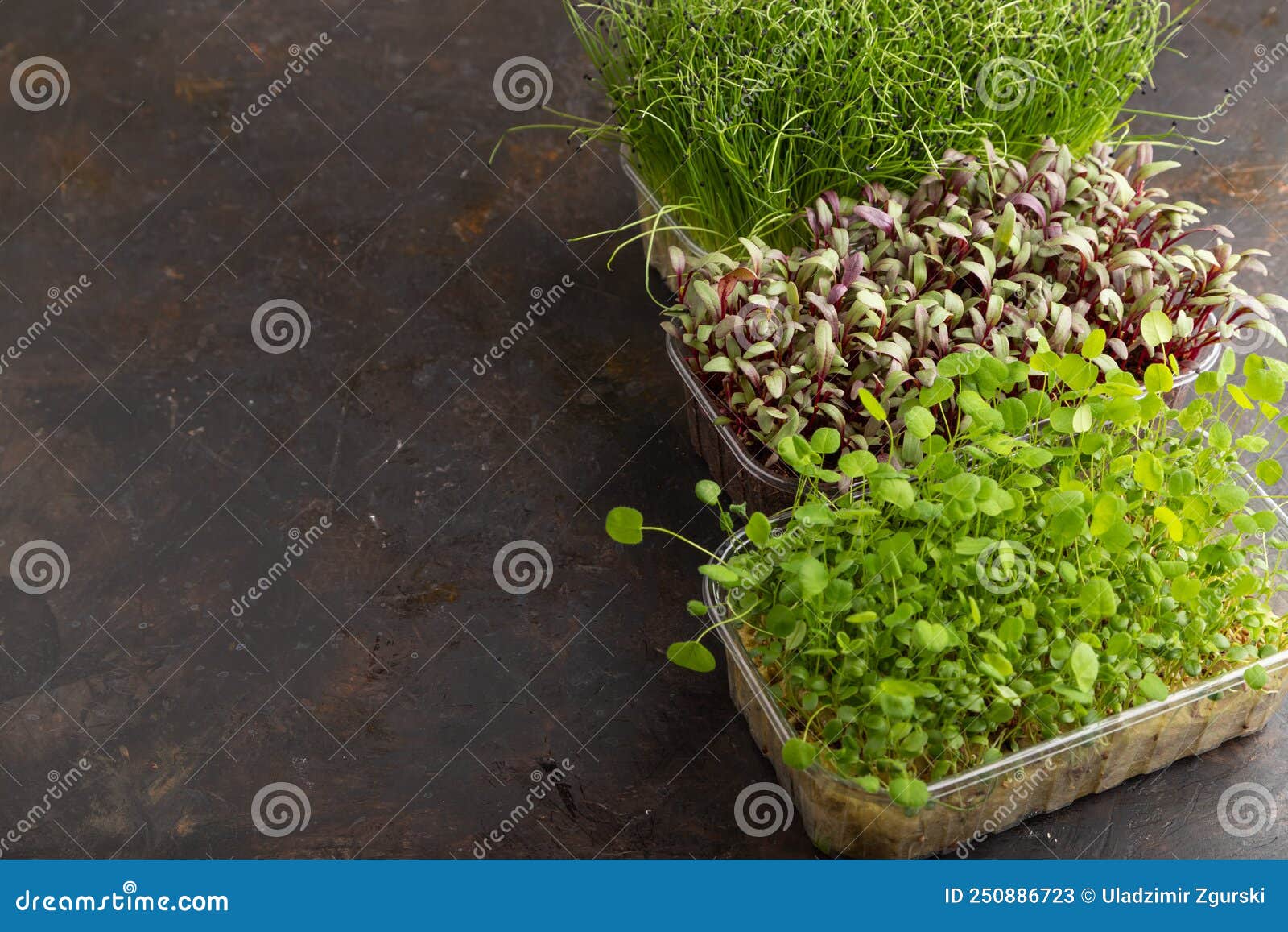 Set of Boxes with Microgreen of Onion, Beet, Clover, Basil on Black ...