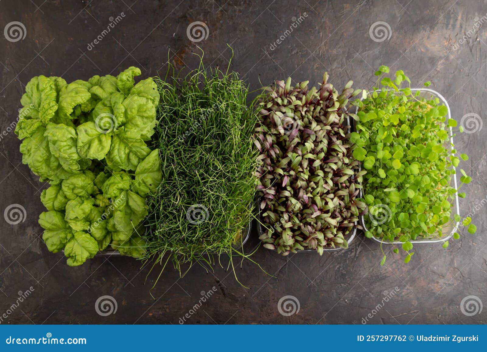 Set of Boxes with Microgreen of Onion, Clover, Basil on Black Concrete ...