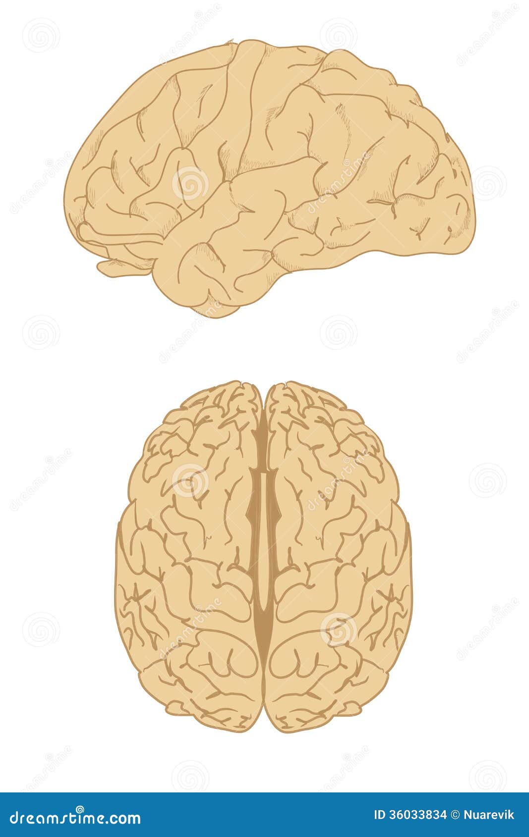 Set of brain cartoons stock illustration. Illustration of mental - 36033834