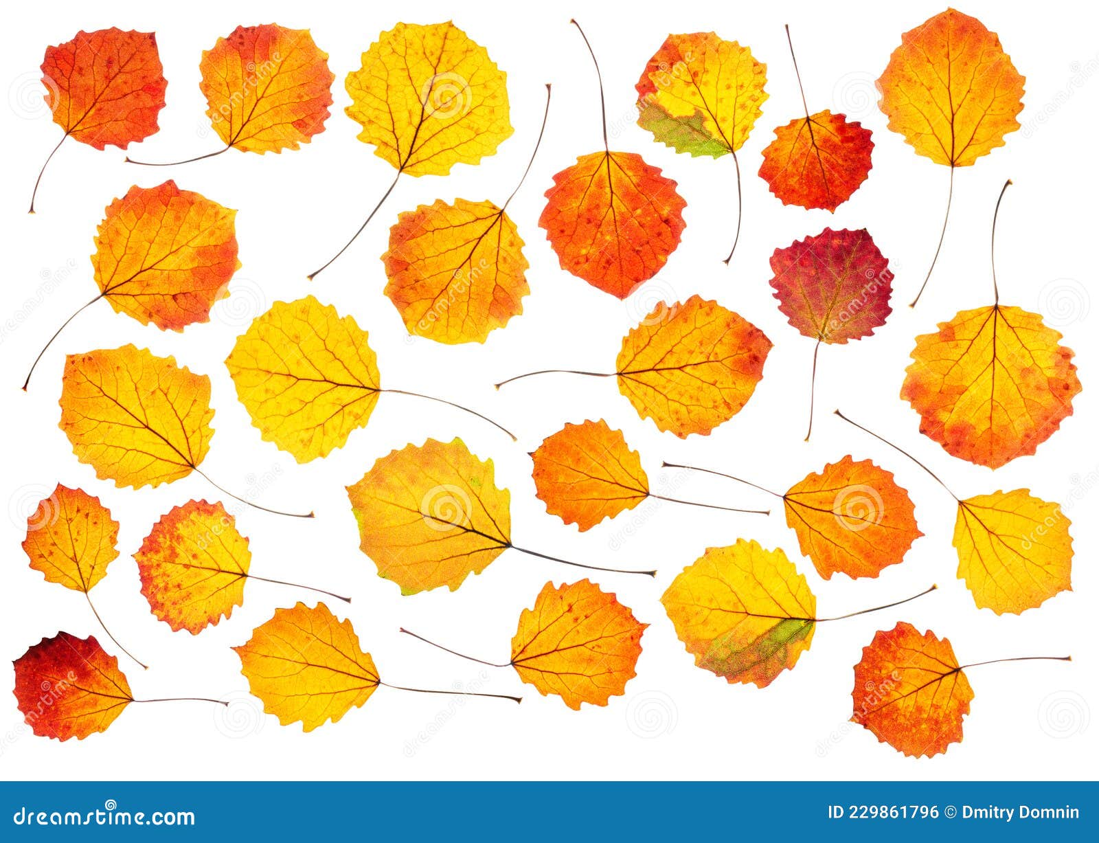A Set of Bright Autumn Aspen Leaves Stock Photo - Image of fall ...