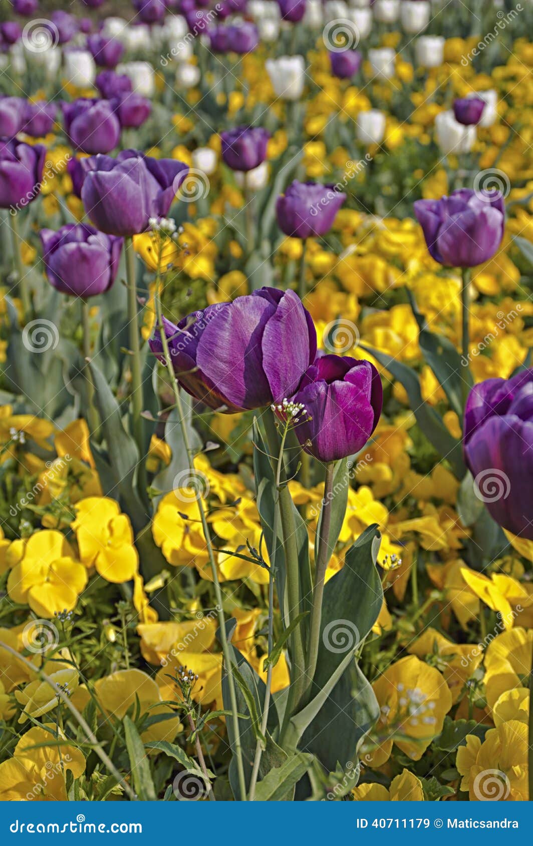 Set of Bright Tulips in the Park. Stock Image - Image of park, botany ...
