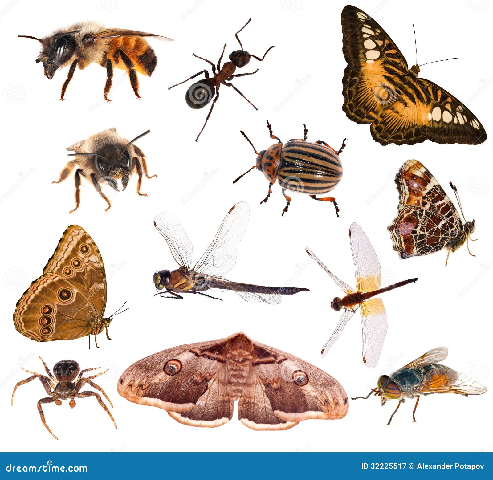 Insects Royalty-Free Stock Image | CartoonDealer.com #12479842