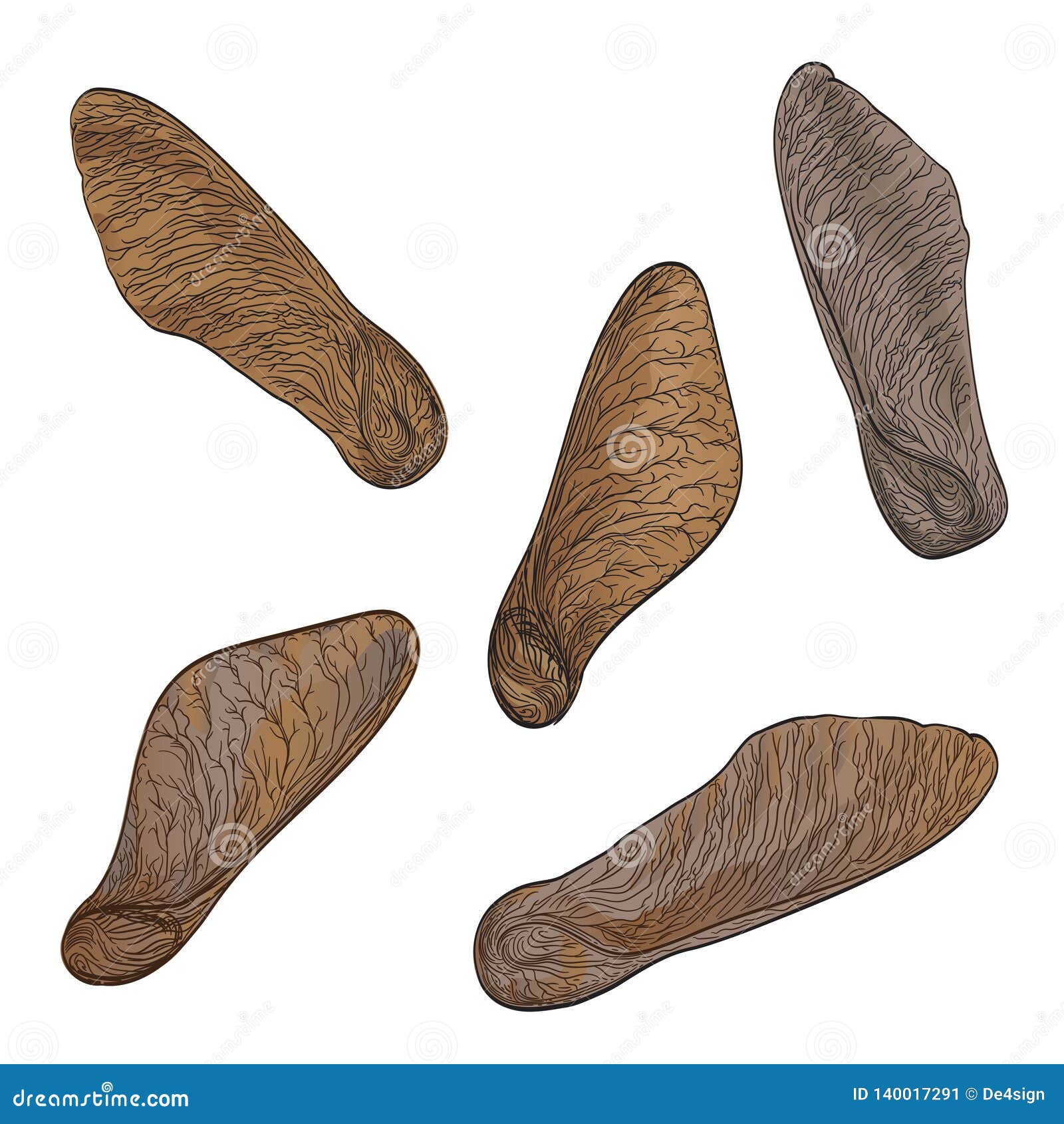Bbrown Maple Seeds Isolated on White. Vector Stock Vector ...