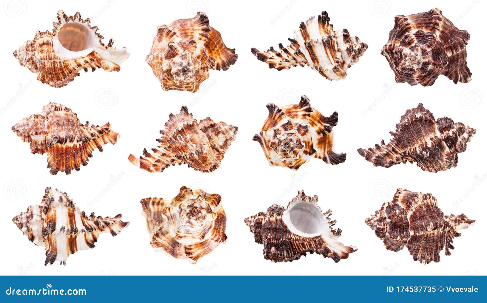 Set of Brown Shells of Sea Snails Isolated Stock Image - Image of ...