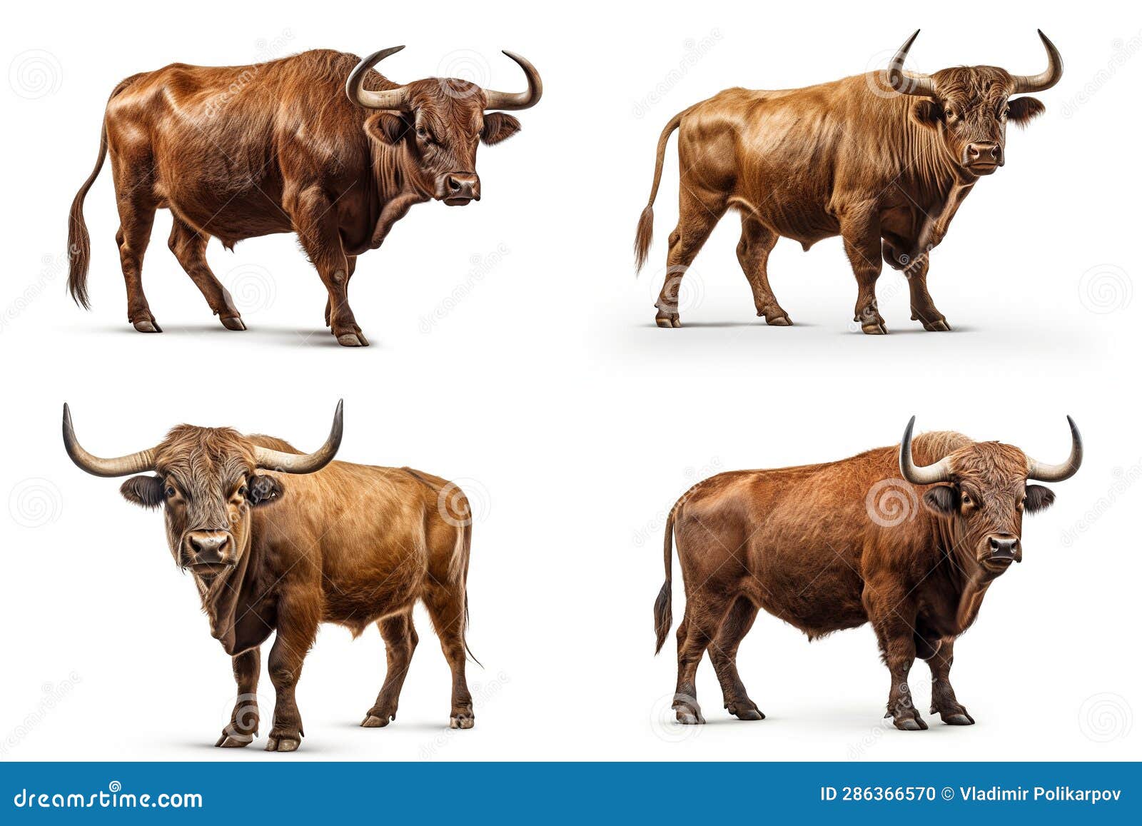 Set of Bulls Isolated on White Background Stock Illustration ...