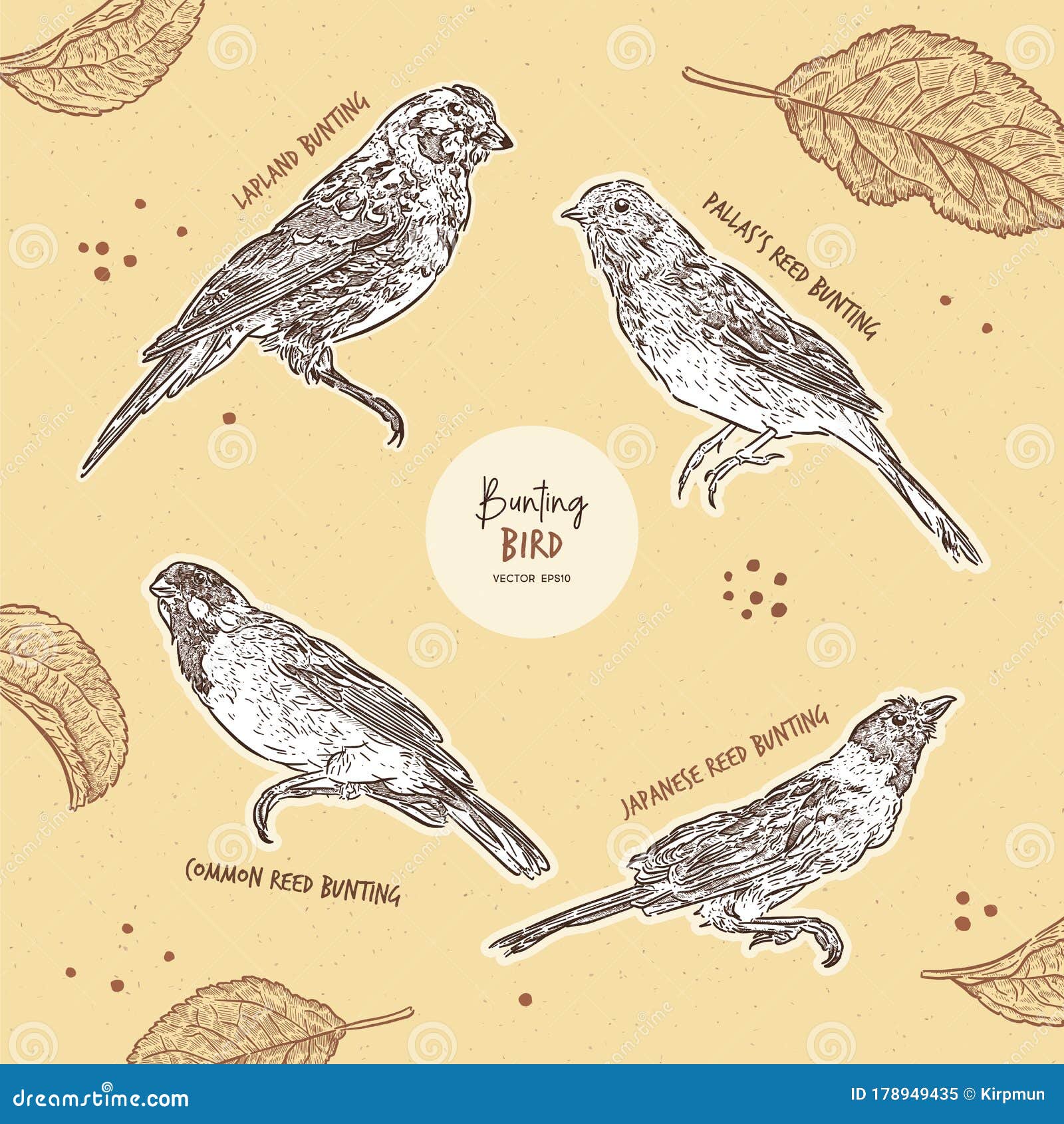 Pallas`s Reed Bunting, Also Known As Pallas`s Bunting, Hand Draw Sketch ...