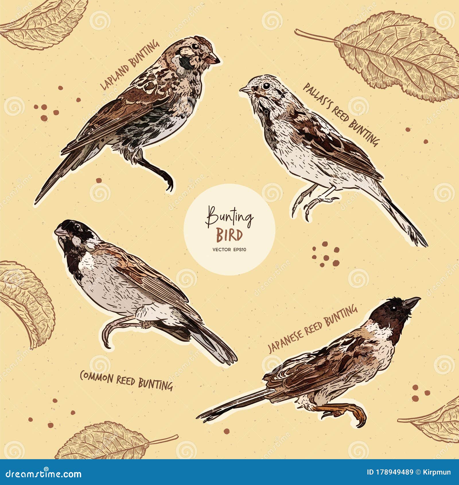 Set of Bunting Bird, Hand Draw Sketch Vector Stock Vector ...