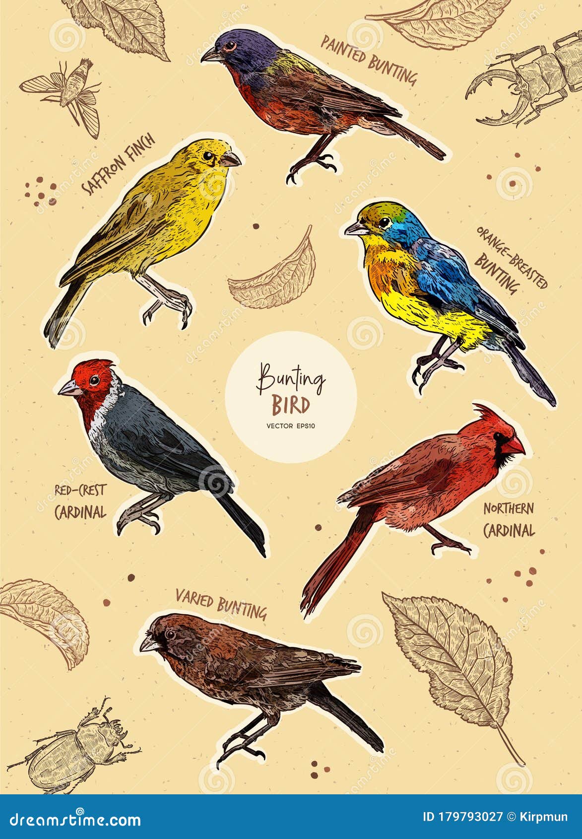 Set of Bunting Bird, Hand Draw Sketch Vector Stock Vector ...