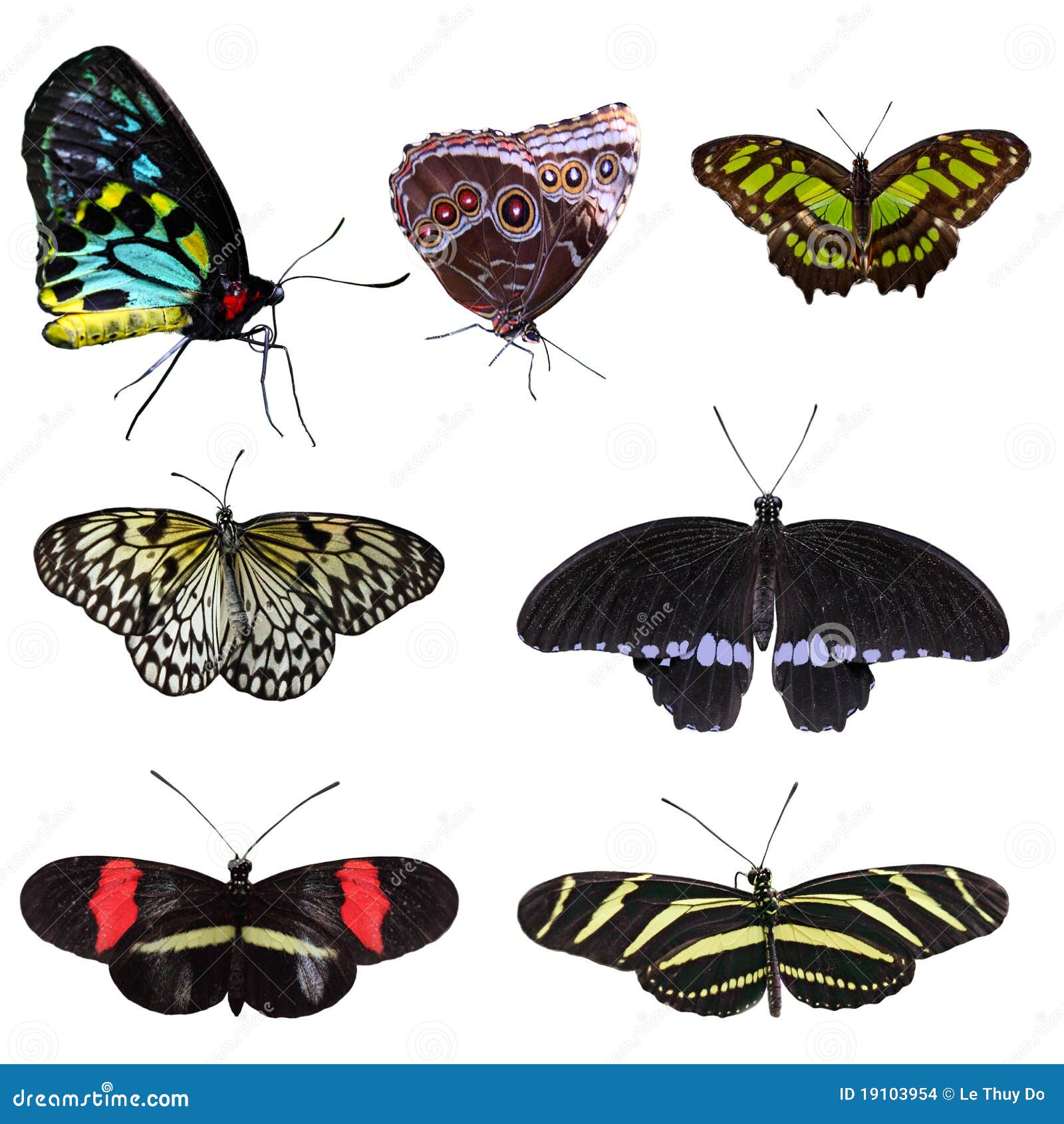 Set of Butterflies stock illustration. Illustration of butterfly - 19103954