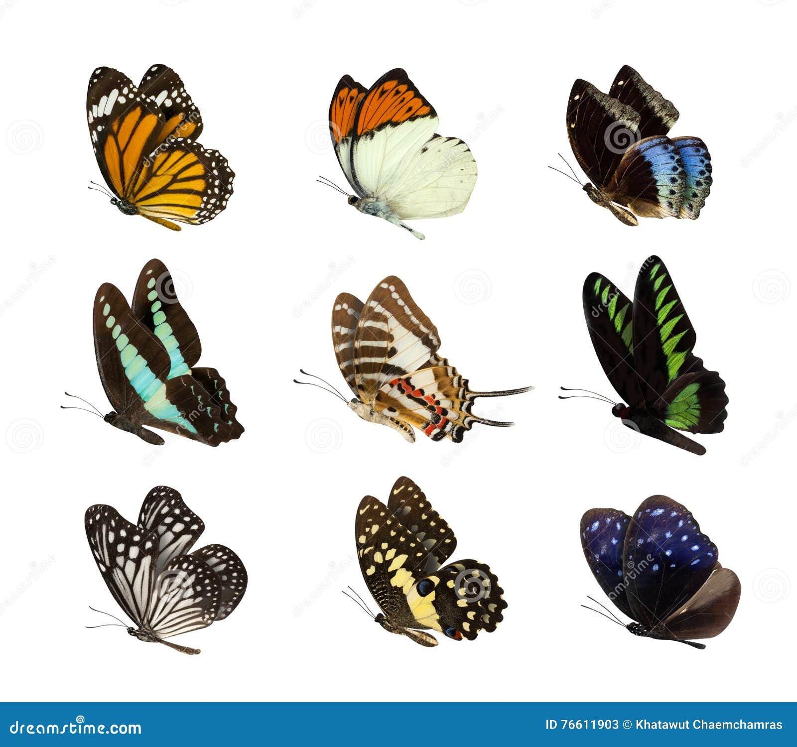 Set of Butterfly Isolated on White Stock Image - Image of flight, soar ...