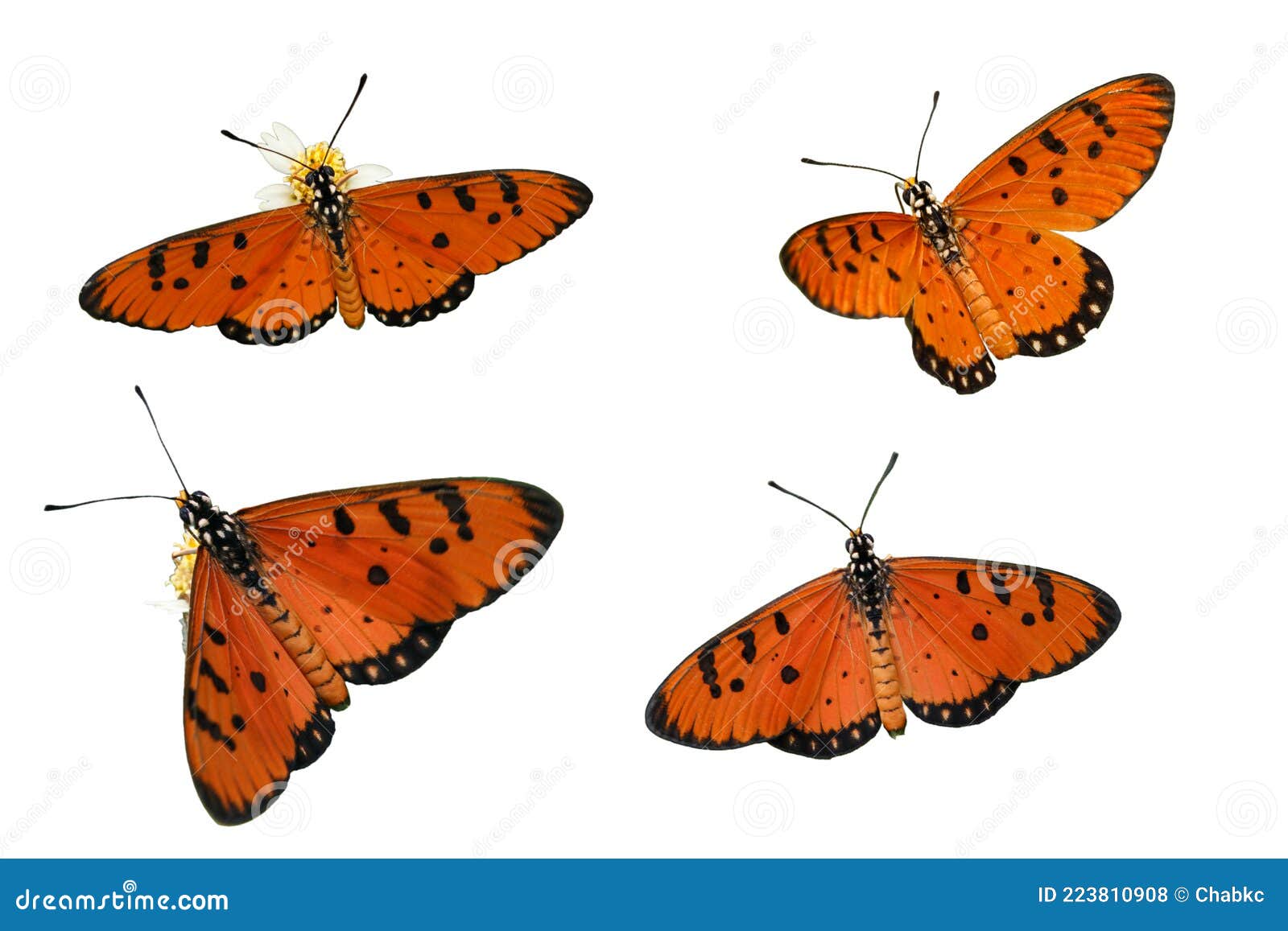 Butterfly with Spread Wings Stock Photo - Image of light, background ...