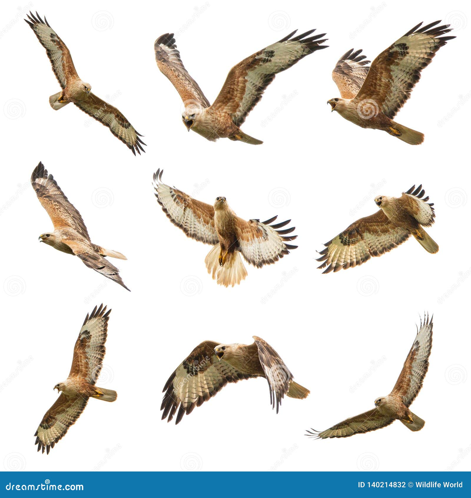 Set of Buzzard in Flight Isolated on White. Buteo Rufinus Stock Photo ...