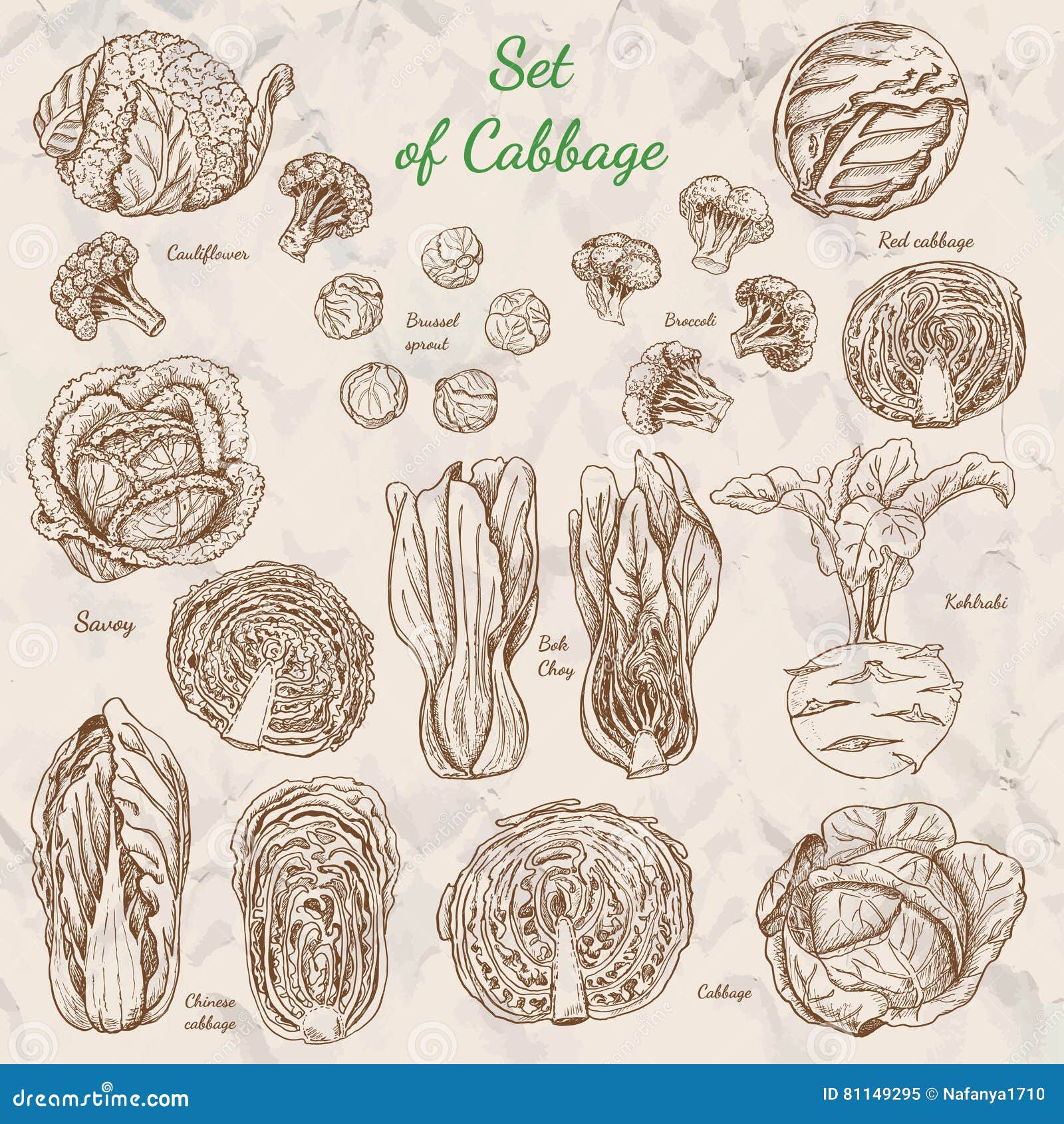 Set of cabbage stock vector. Illustration of farm, harvest - 81149295