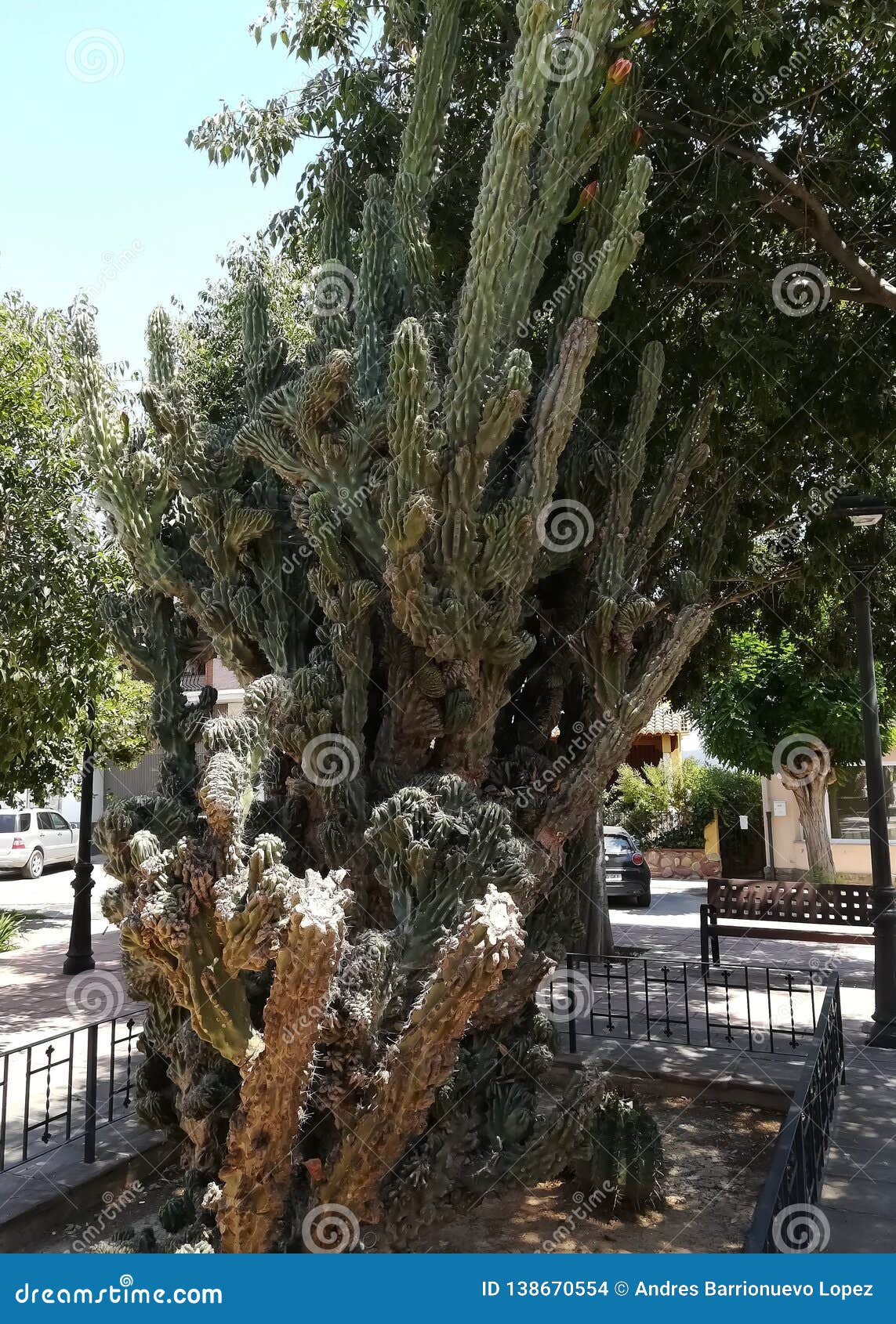 Set of cactus in a park stock photo. Image of green - 138670554