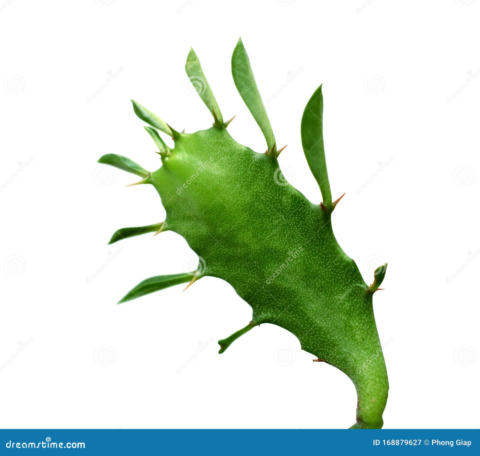 Set of Cactus Real Plants Isolated on White Background. Stock Image ...