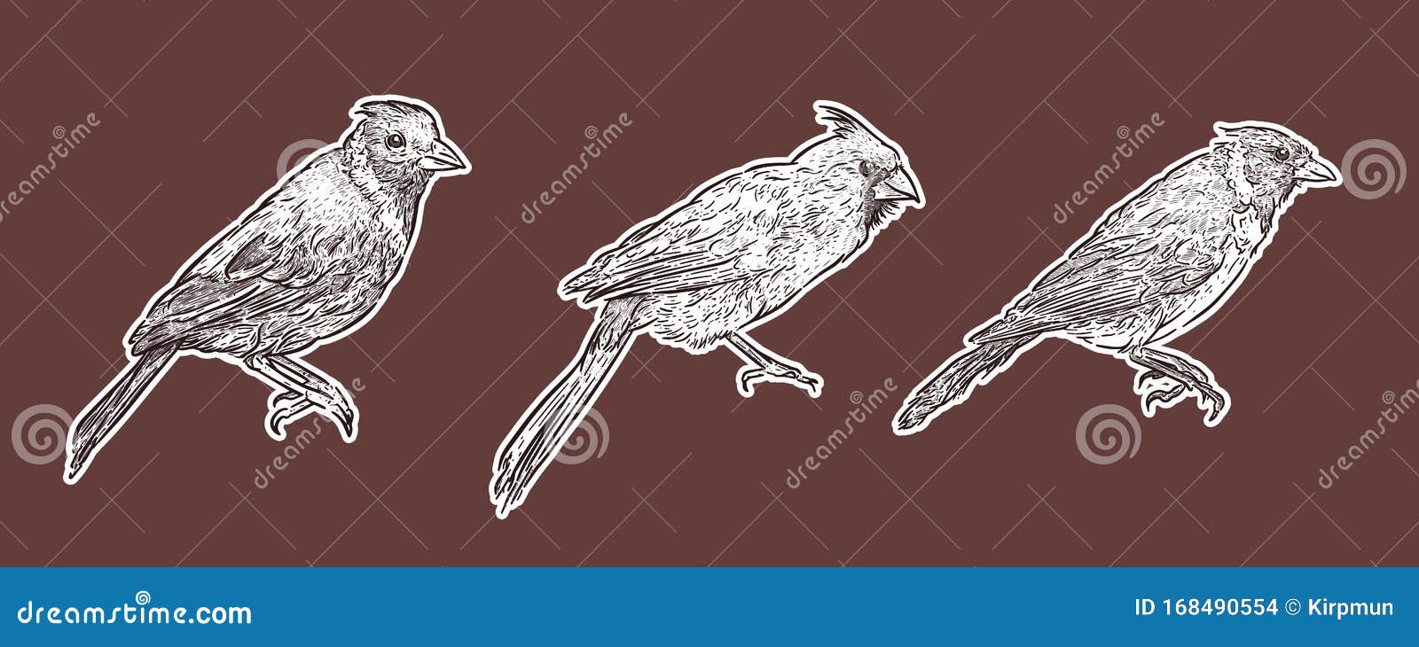 Set of Cardinal Birds, Hand Draw Sketch Vector Stock Vector ...