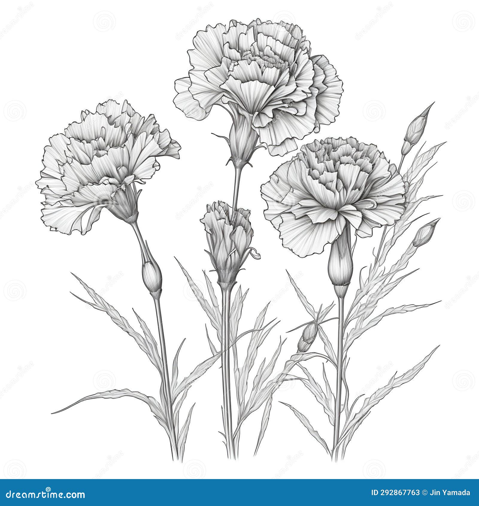 Set of Carnation Flowers. Hand Drawn Vector Botanical Illustration ...