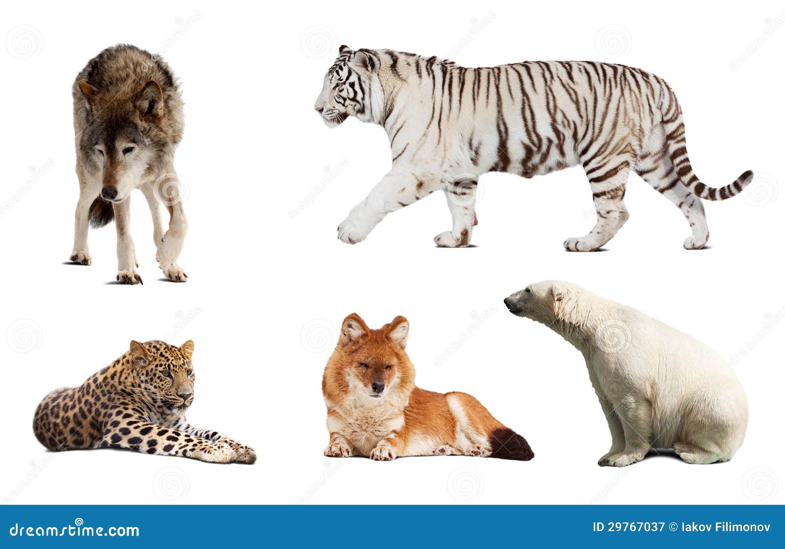 Set of Carnivora mammal stock image. Image of dhole, horrific - 29767037