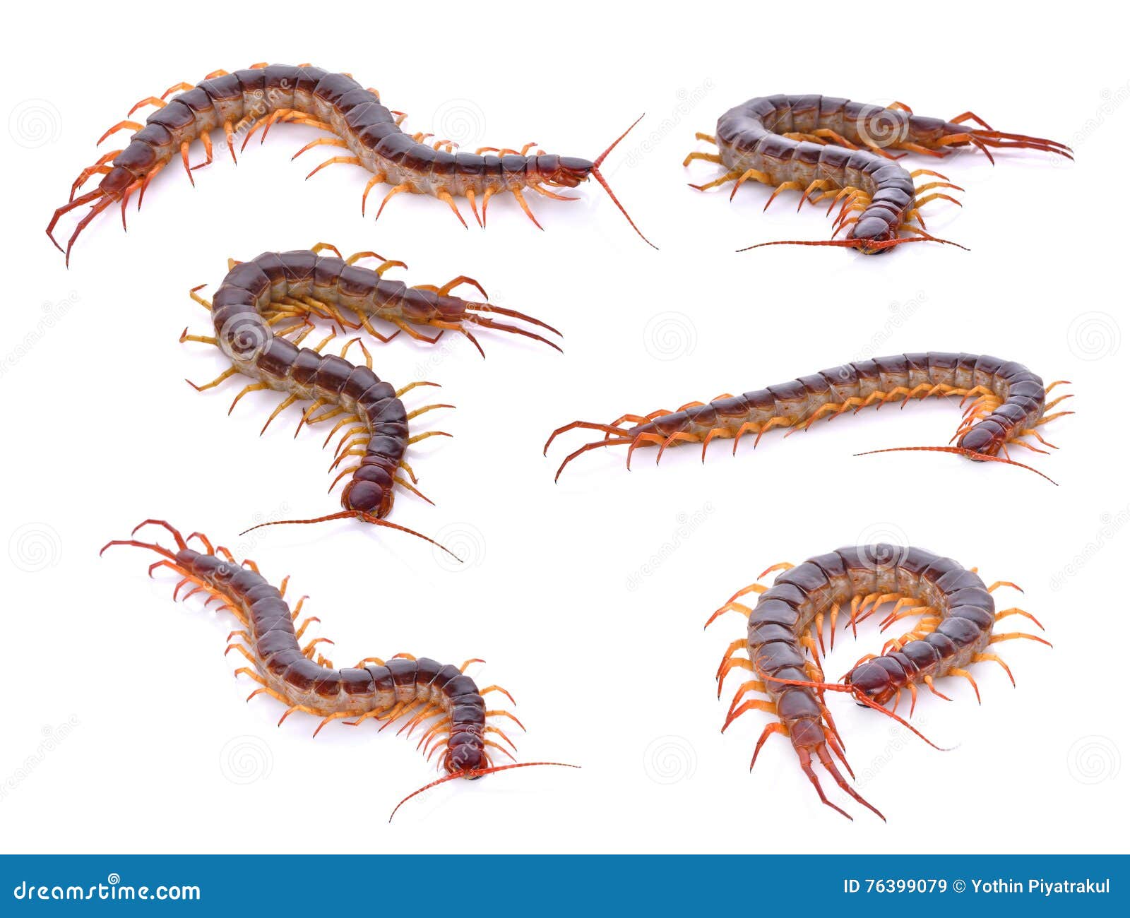 Set of Centipede on White Background. Stock Image - Image of millipede ...