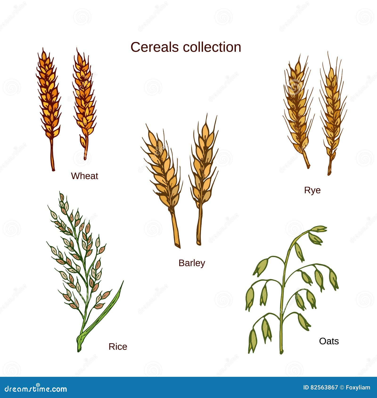 Set of Cereals. Barley, Rye, Oats, Rice and Wheat Stock Vector ...