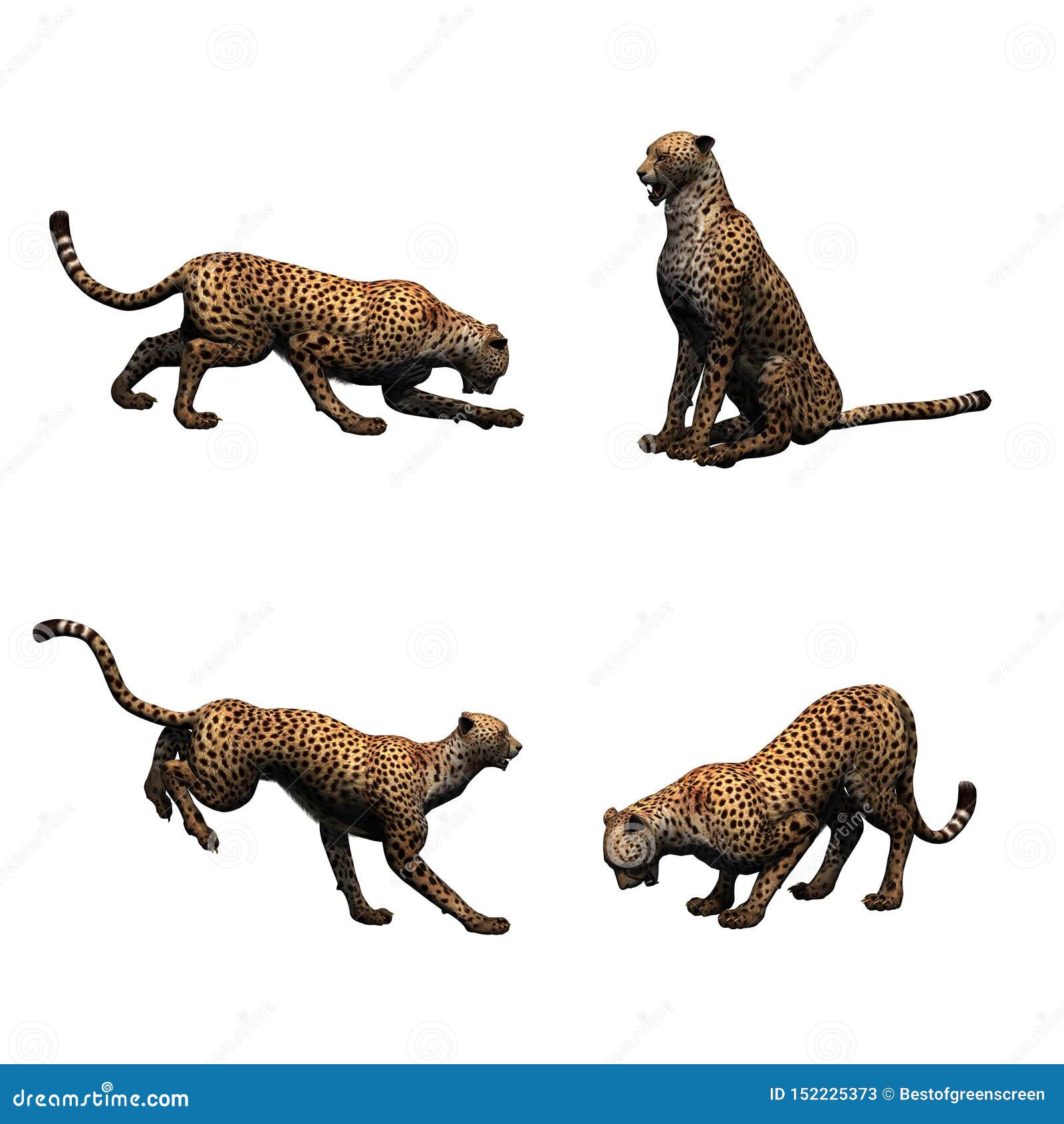 Set of Cheetah in Different Movements on White Background Stock ...