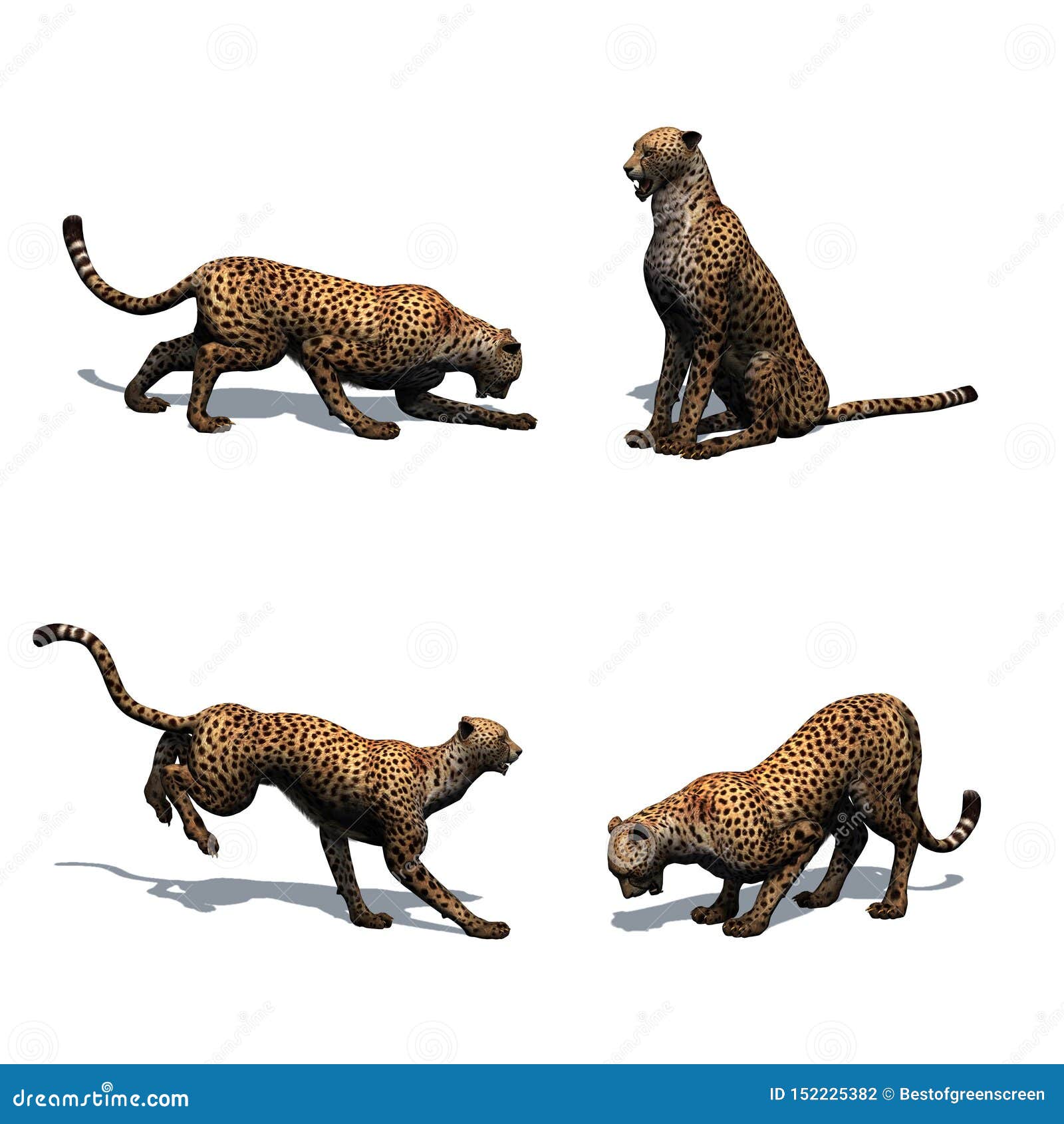 Set of Cheetah in Different Movements with Shadow on the Floor on White ...