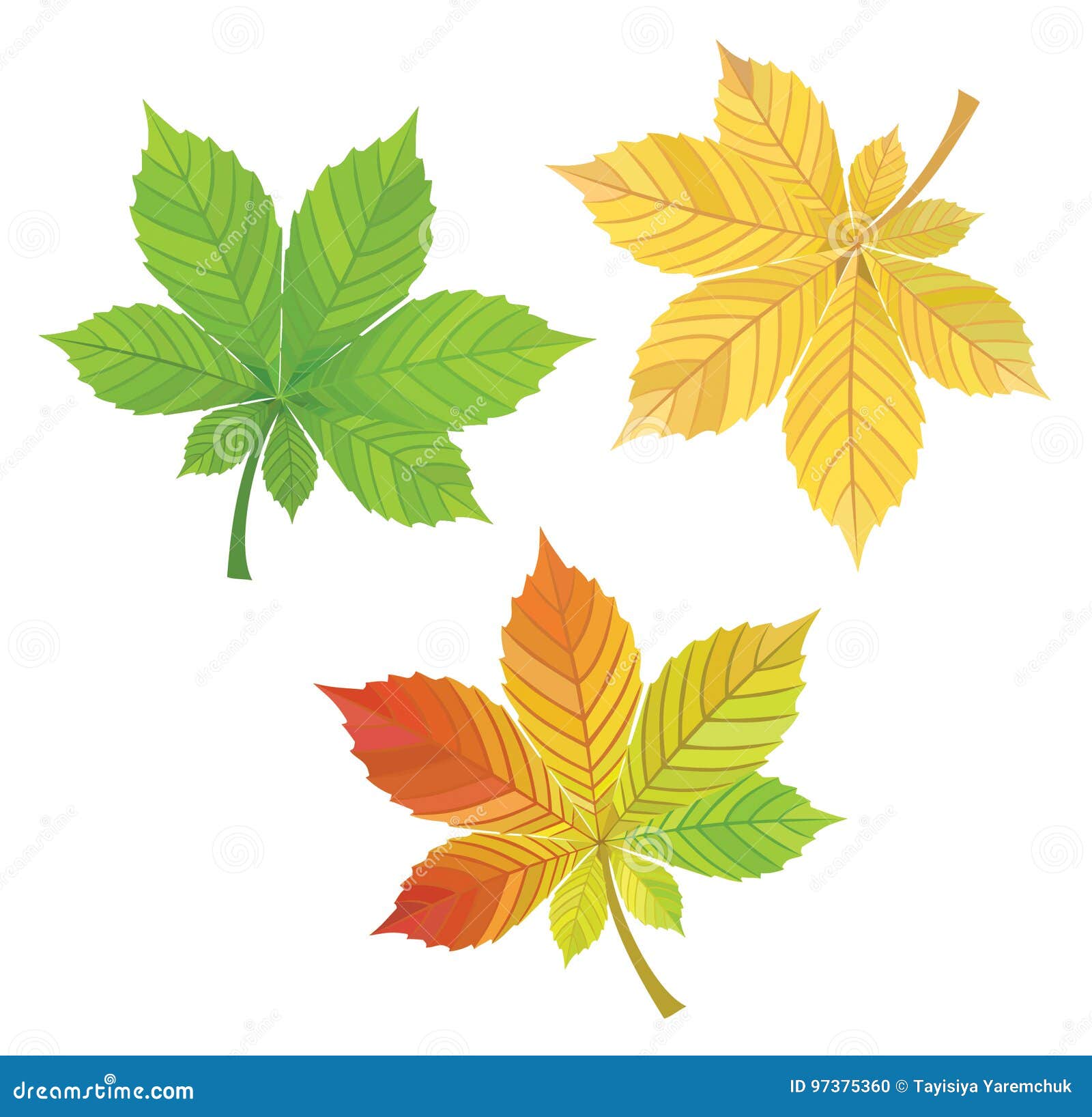 Set of Chestnut Leaves. Vector Illustration. Stock Illustration ...