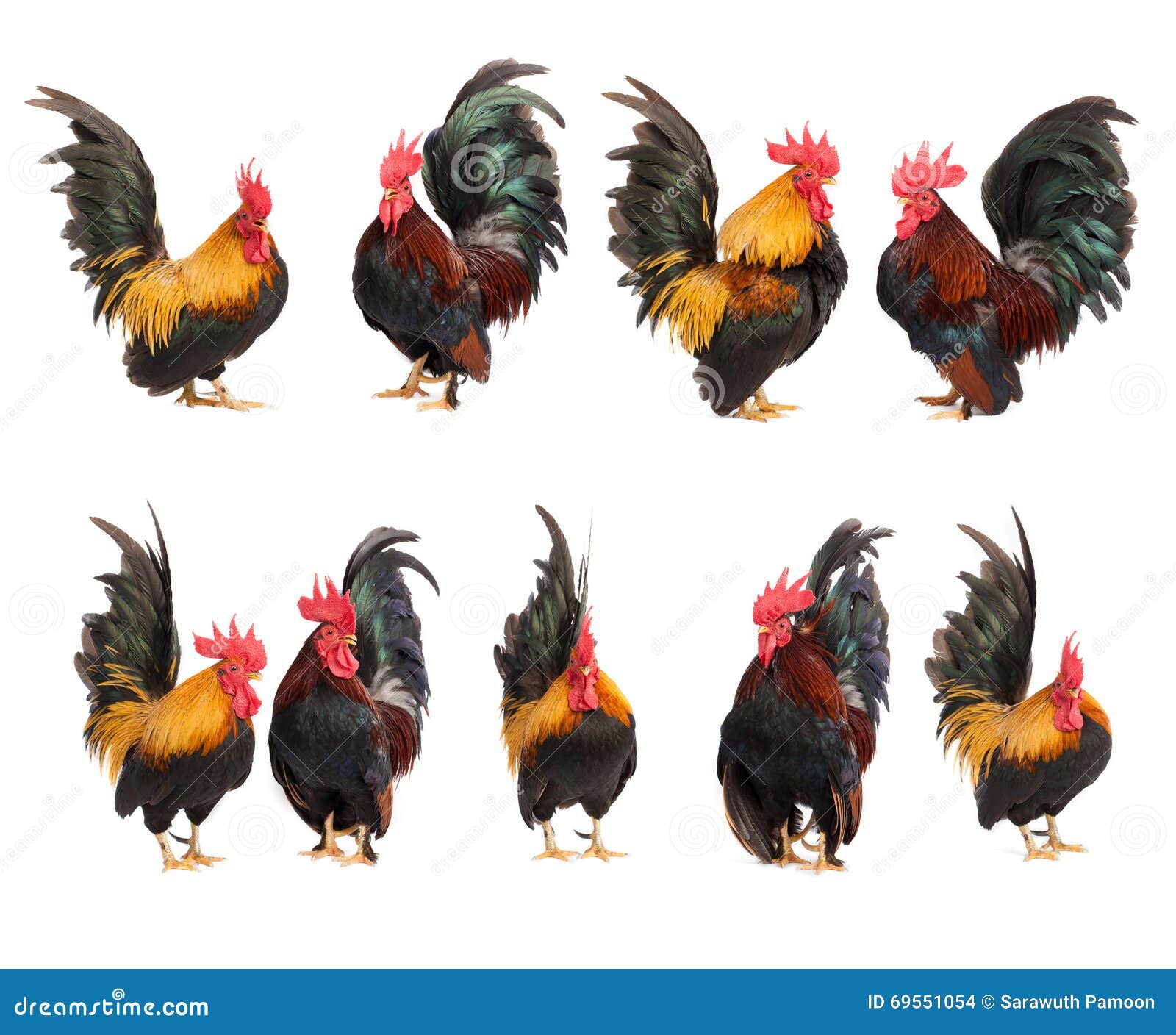 Set of Chicken Bantam Isolated Stock Photo - Image of noise ...