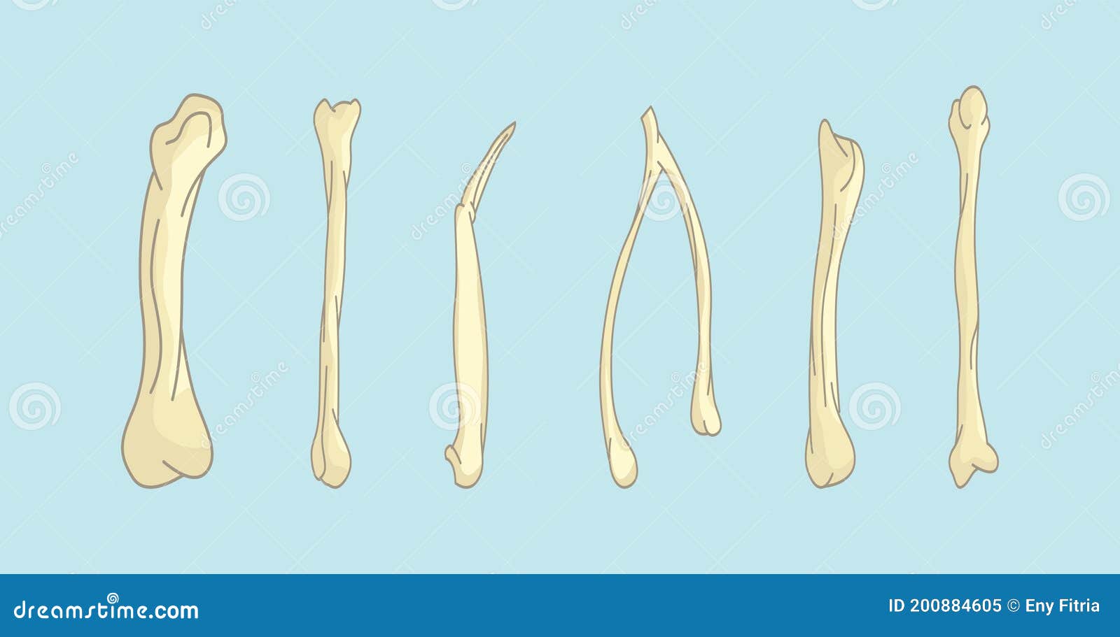 Chicken Leg With Bone And Pink Meat On A White Background, Vector ...