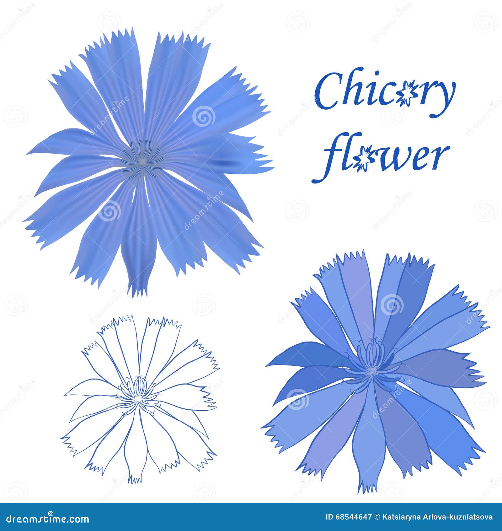 Set of Chicory Flower on White Background Stock Vector - Illustration ...